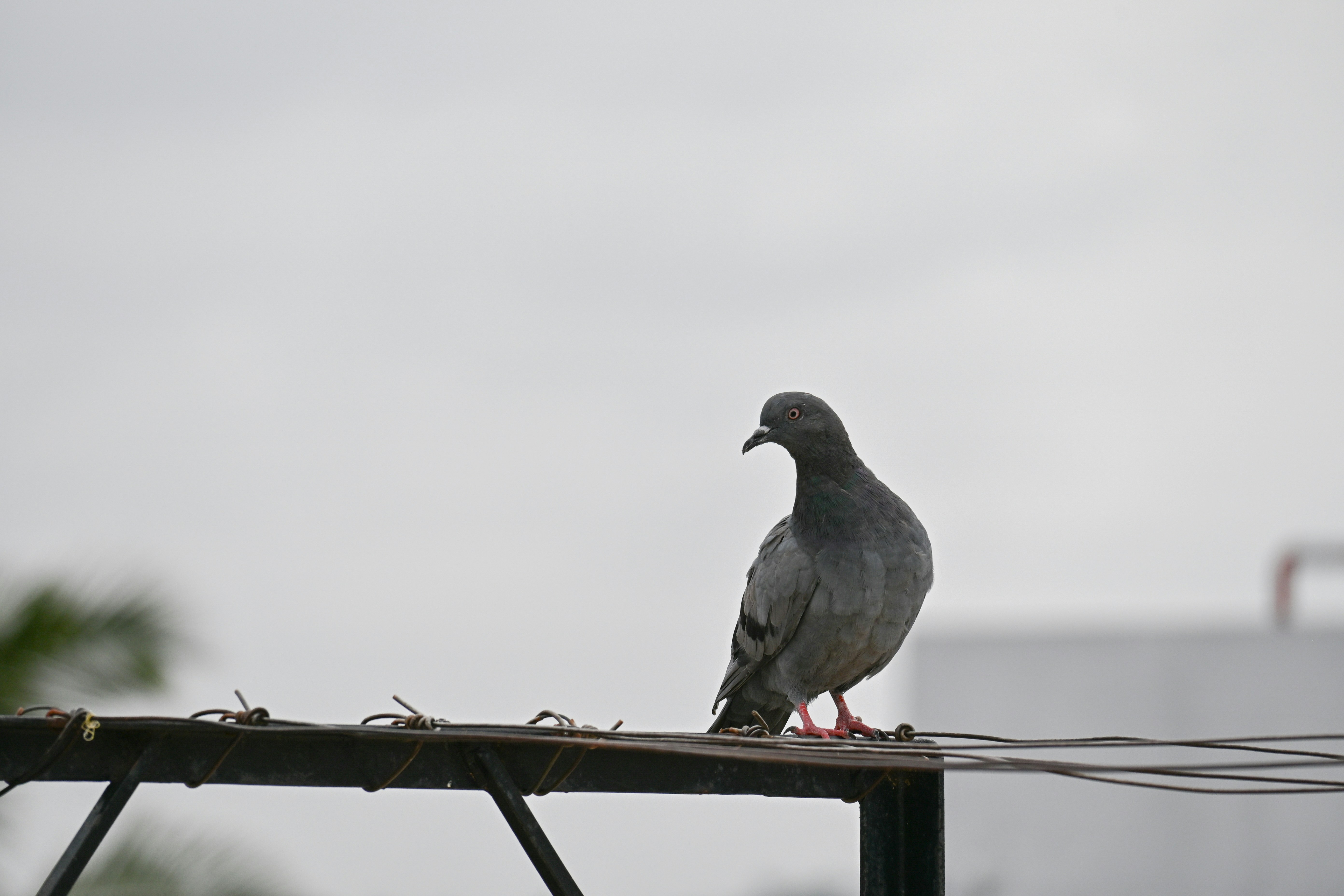 Pigeon Perch on a Wire: Quiet Sentinel Against a Pale Sky