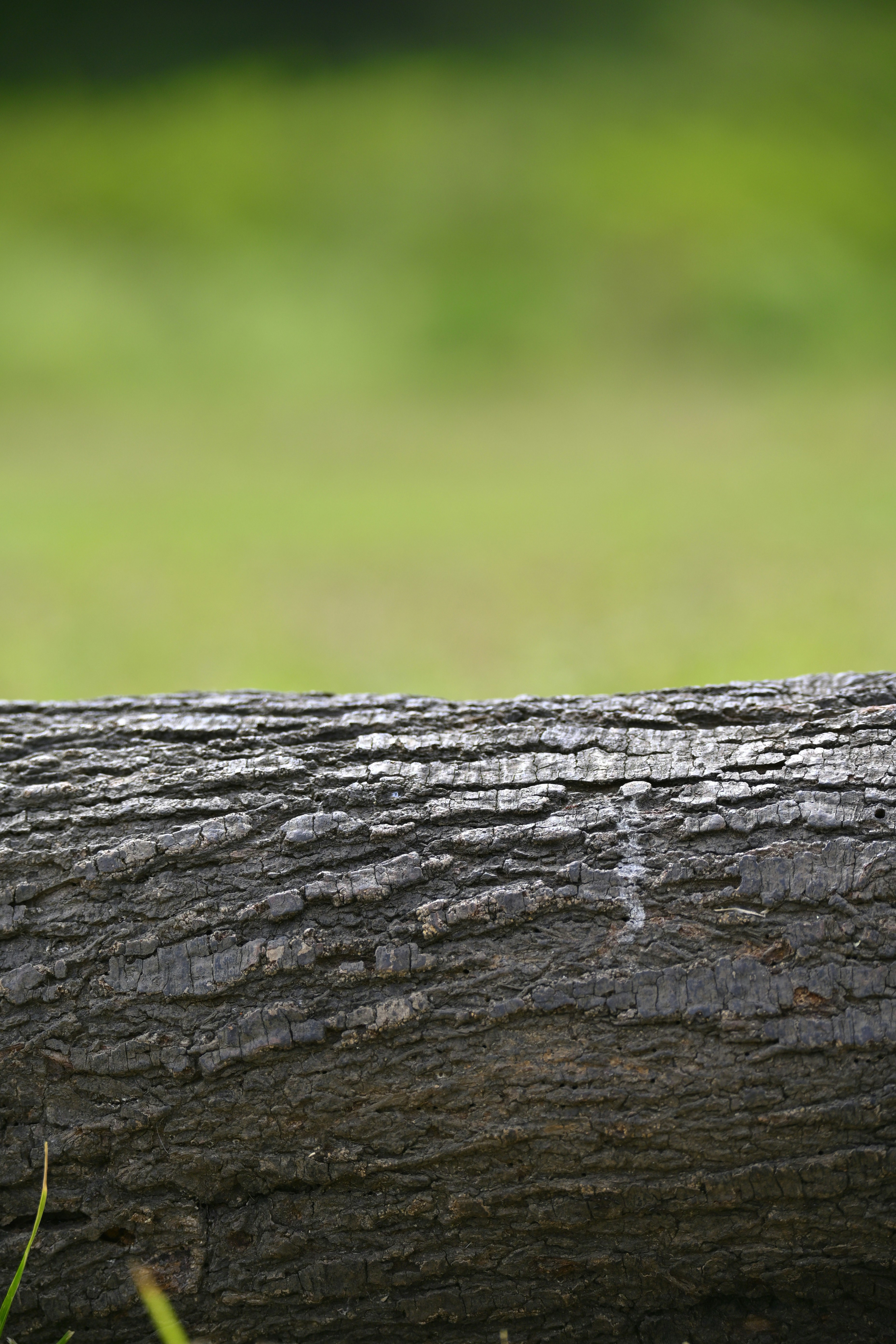 Close-up of a textured log in the foreground with a soft green blur of grass in the background; a minimalist nature detail focusing on surface texture. This is a natural texture shot with no logo or illustration.