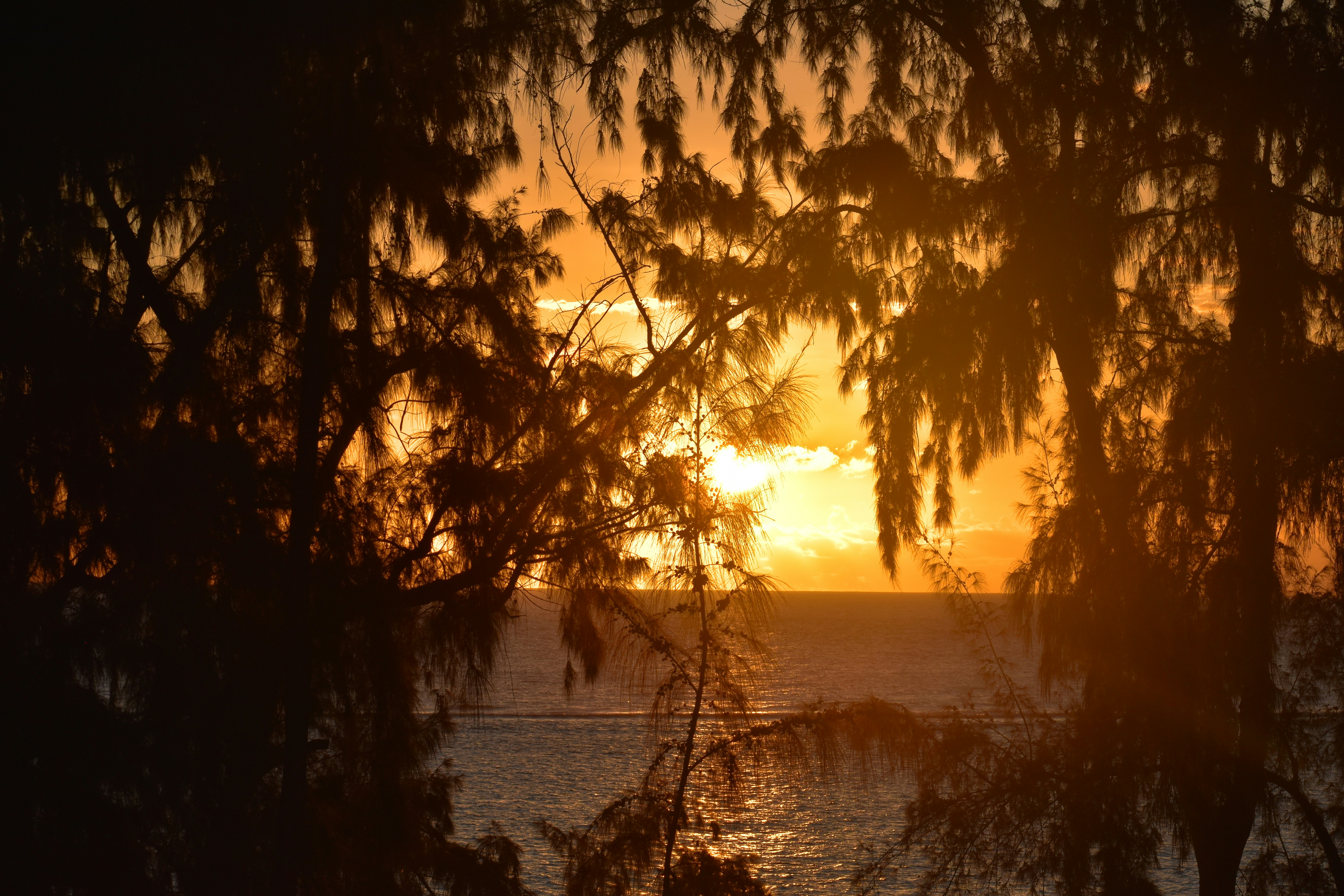Golden sunset over a calm body of water, silhouetted pine branches creating a natural frame. A tranquil scene emphasizing warm tones and horizon glow.
