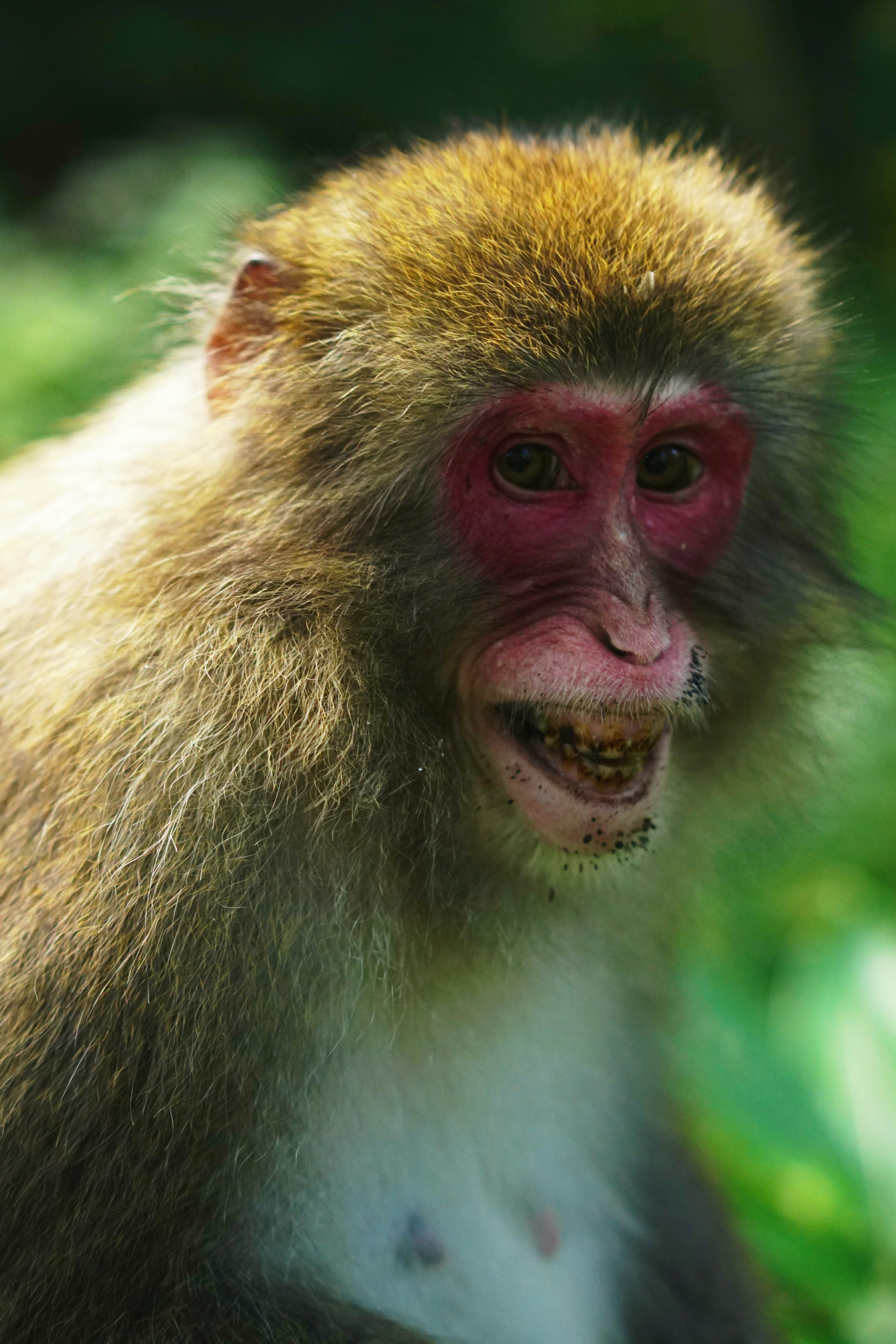 Young macaque with a vivid red face stares toward the camera in a shallow, sunlit forest scene.