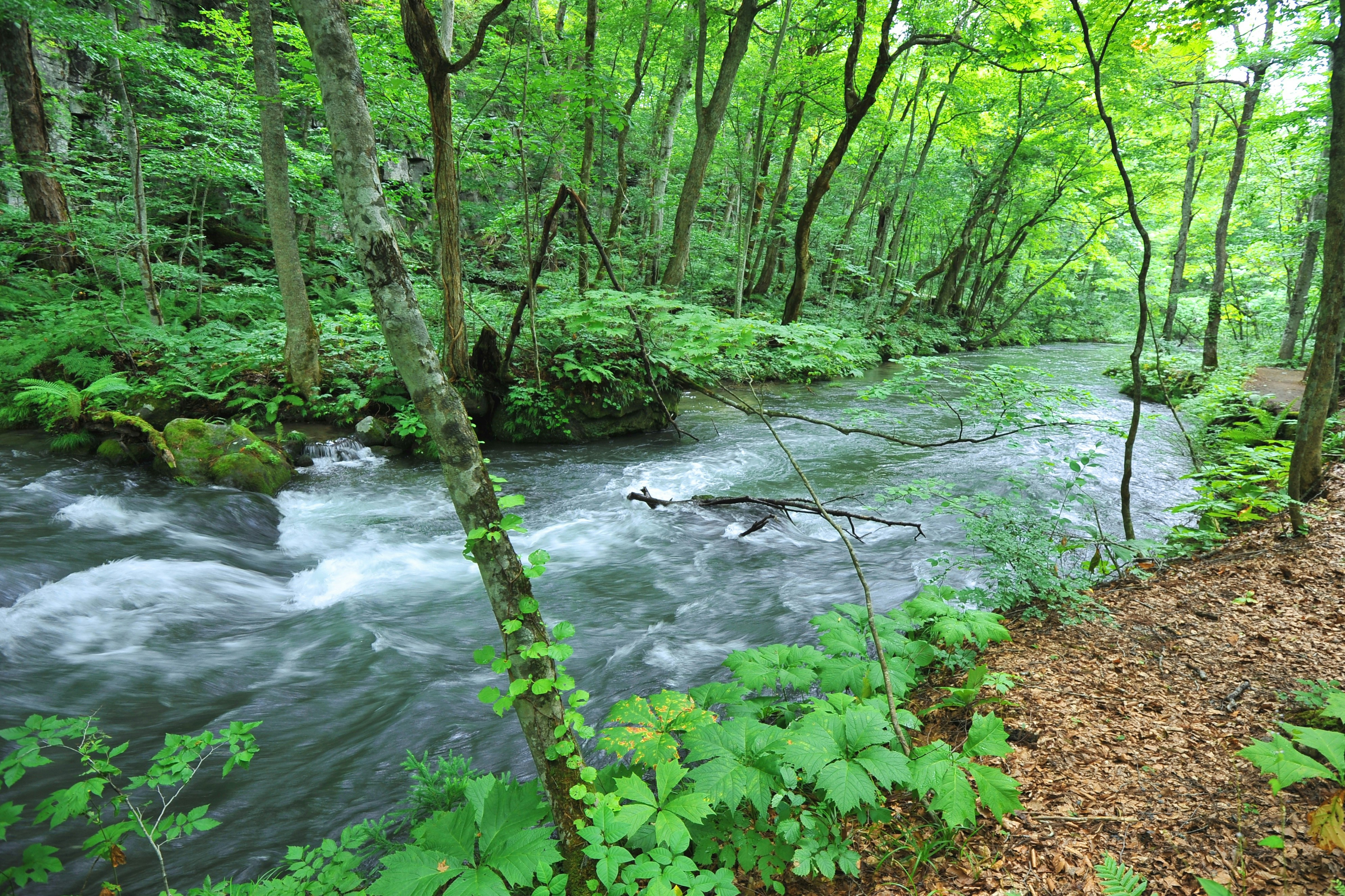 A lush forest river scene with gentle rapids and overhanging trees along a leafy bank. The image captures the tranquil flow and dense greenery, emphasizing a natural riverside environment.