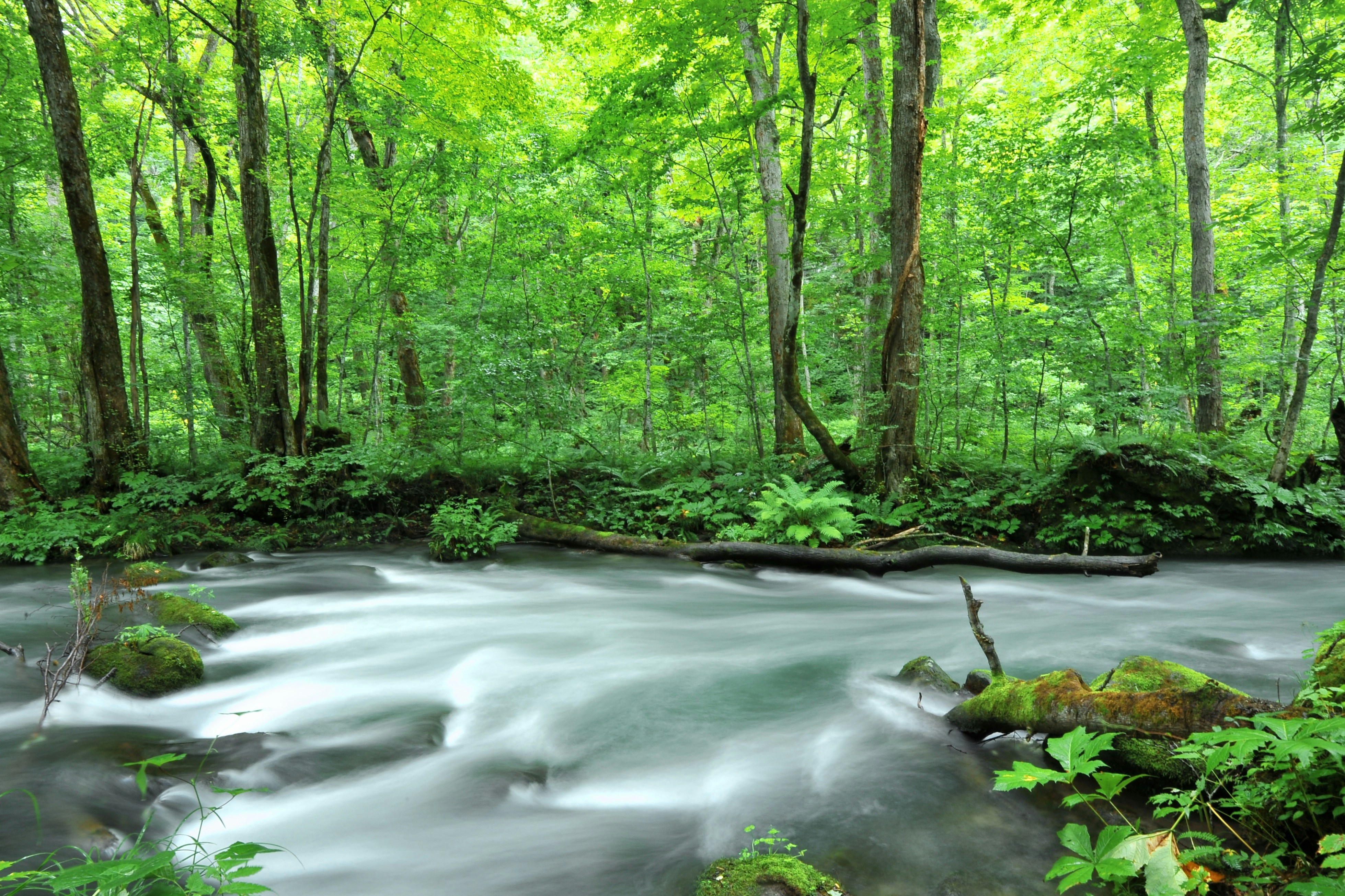 Whispering Currents Through a Verdant Corridor
