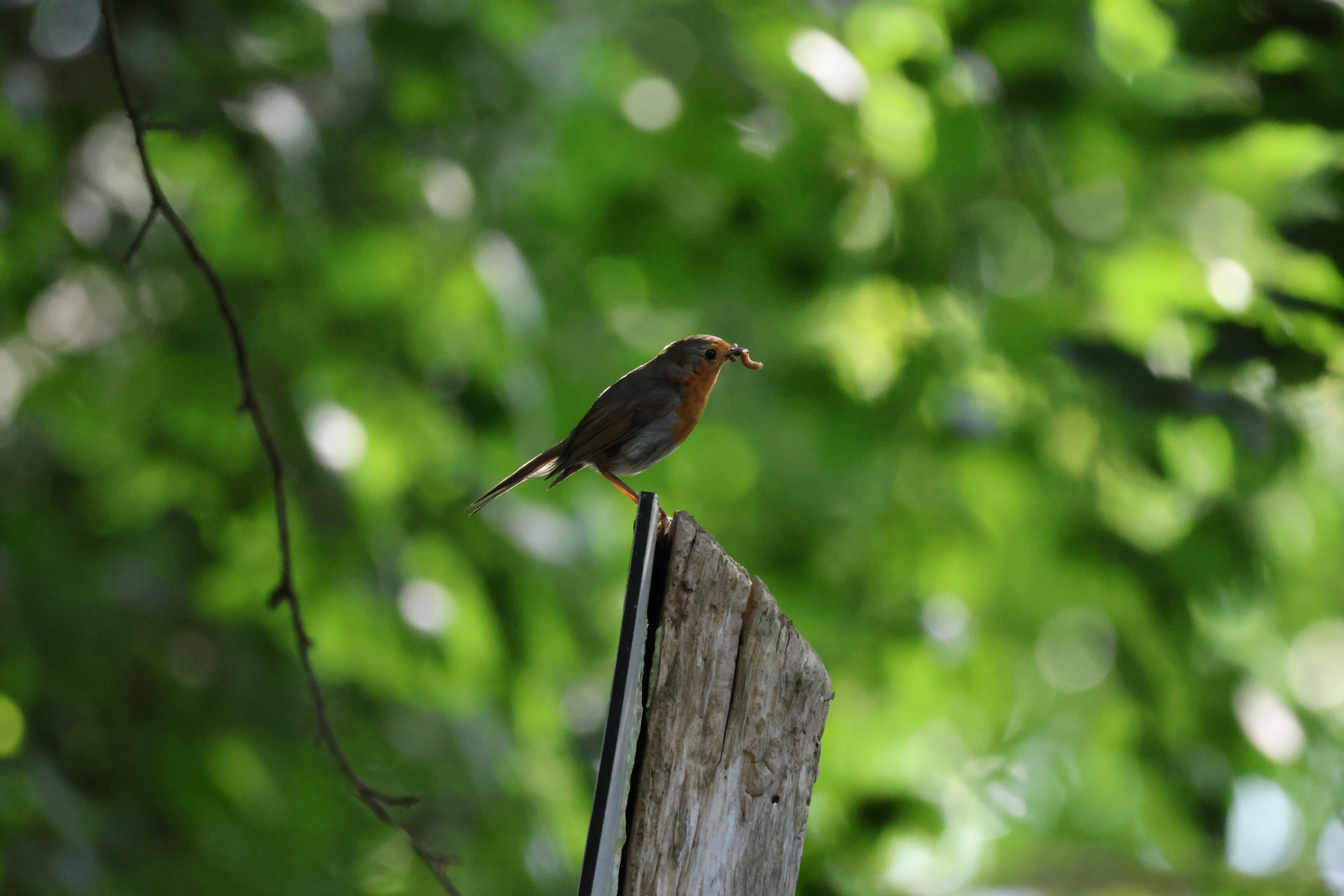Perched on a weathered post: a tiny robin in dappled forest light