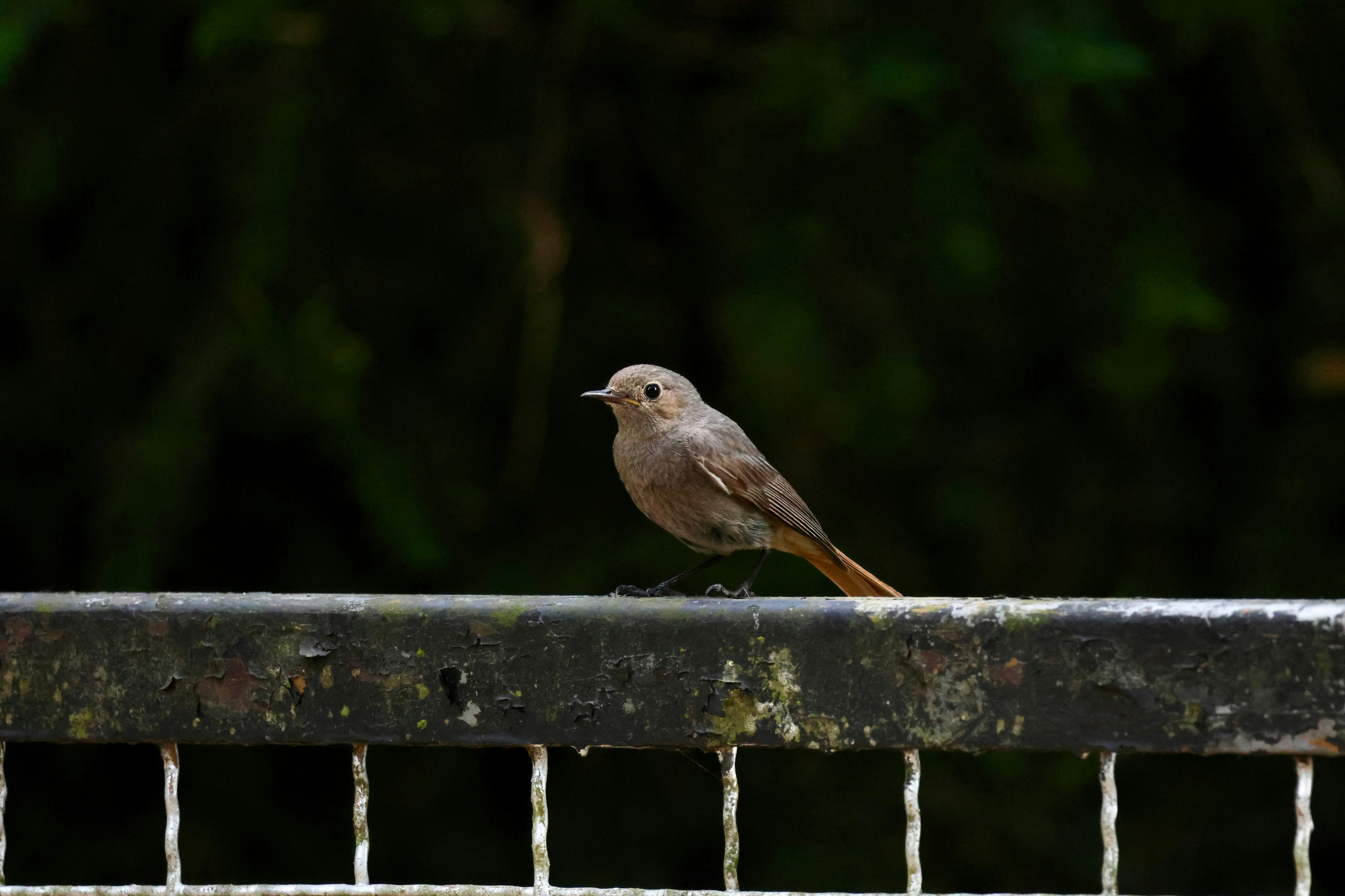 Small bird perched on a weathered railing with a dark, leafy background.