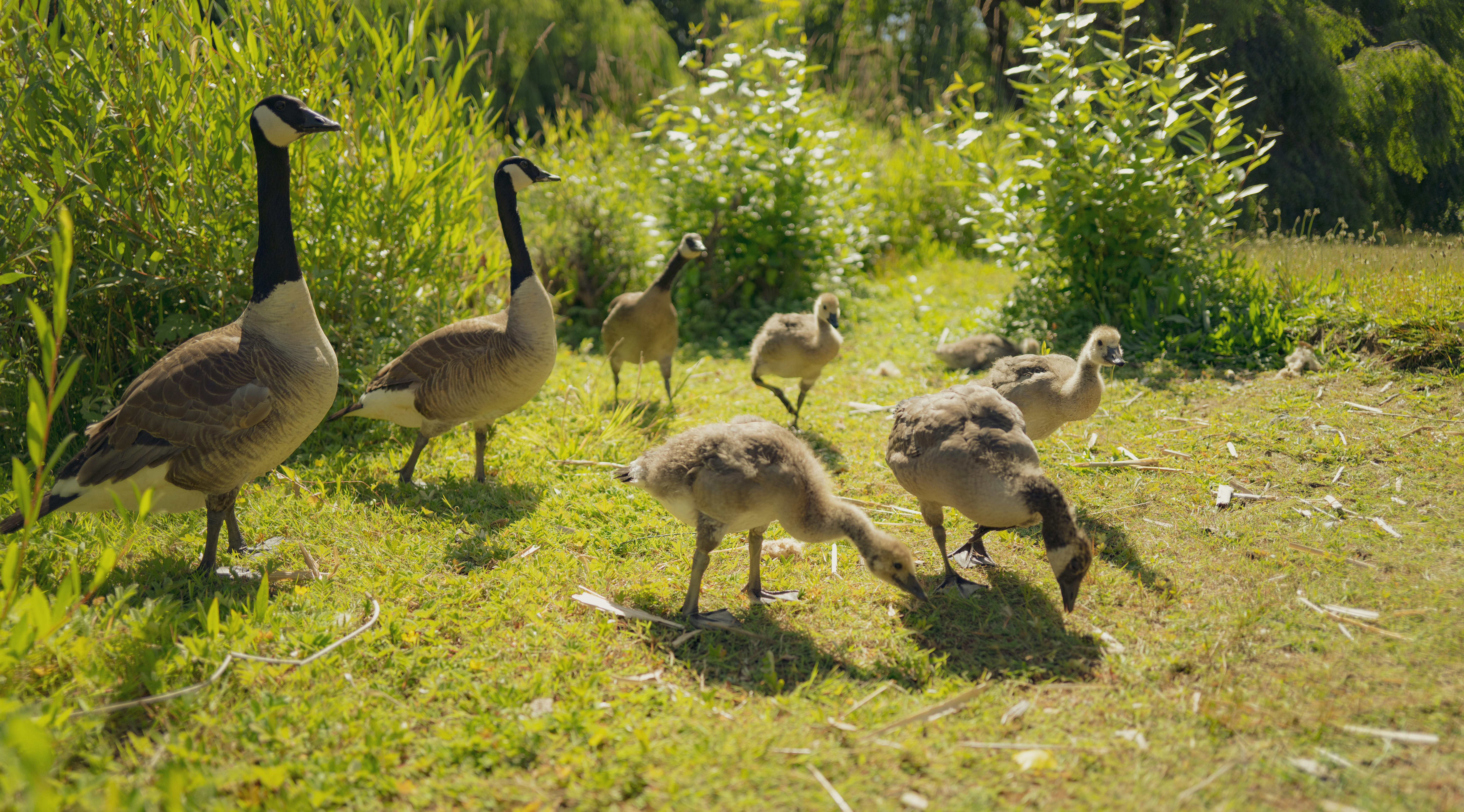 Gaggle in the Sunlit Clearing