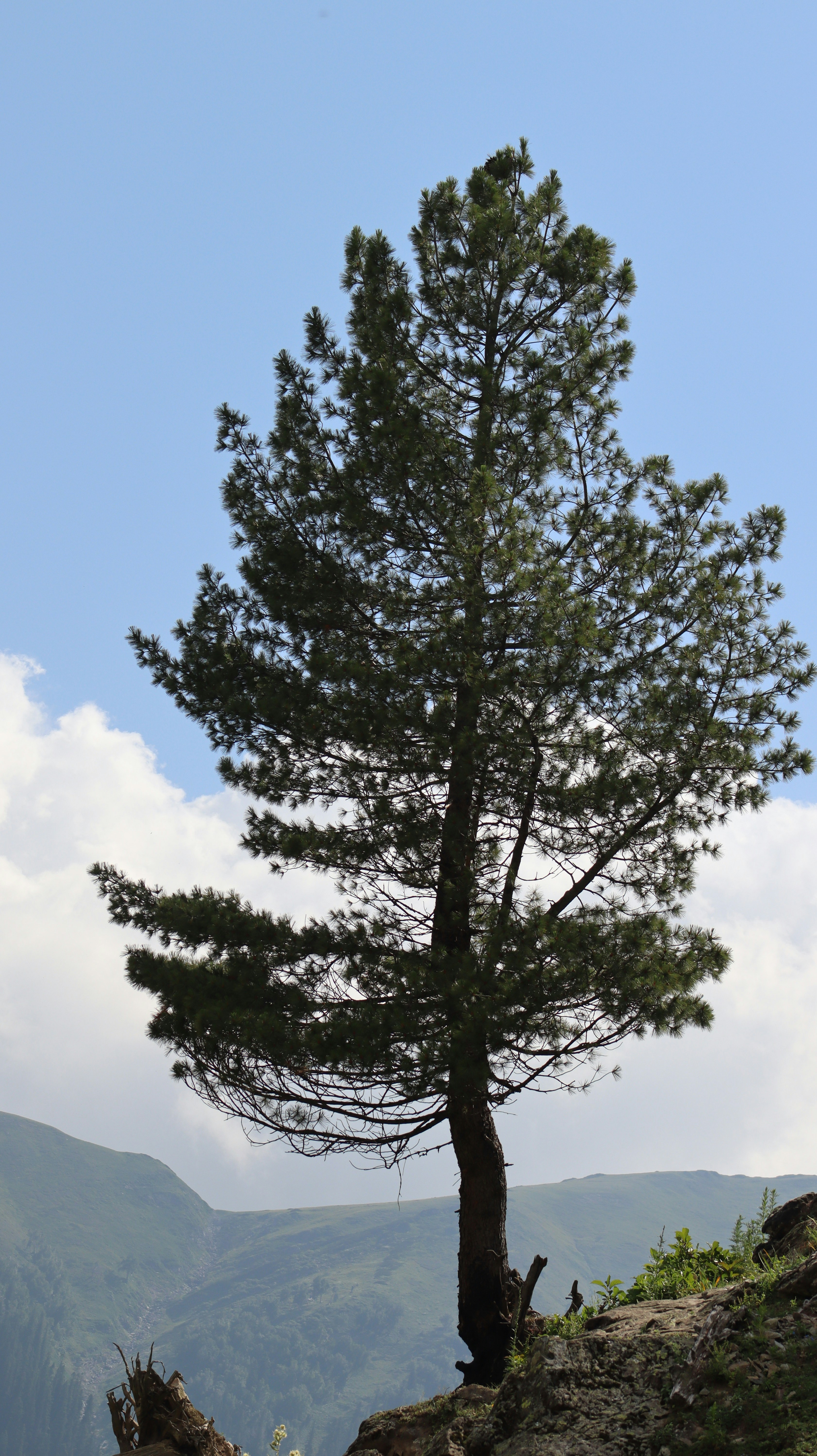 A solitary pine stands atop rocky terrain with a distant mountain range under a clear blue sky, highlighting rugged landscape and isolation. This photograph captures a natural landscape scene.