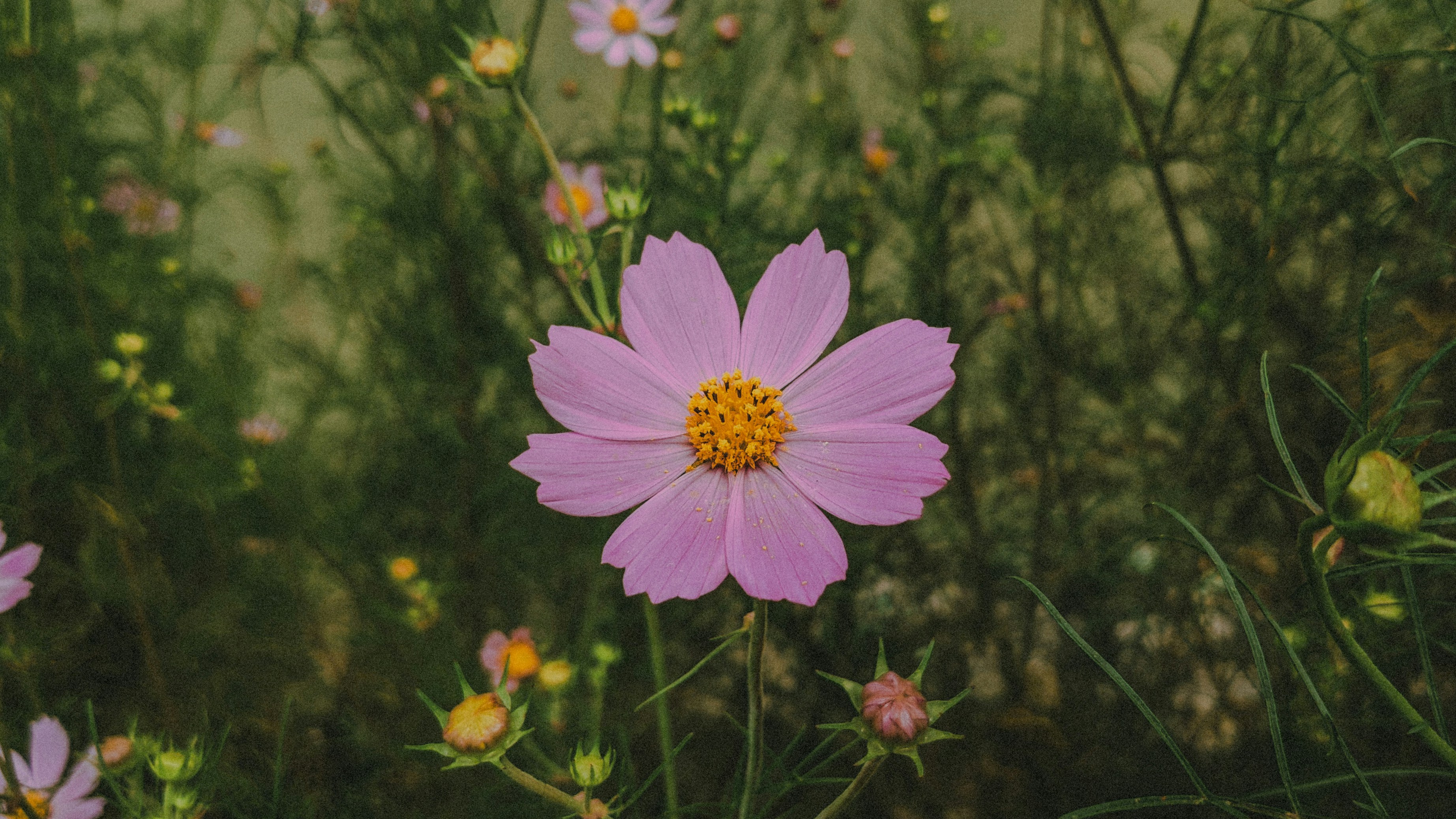 Pink Cosmos Bloom in a Quiet Meadow