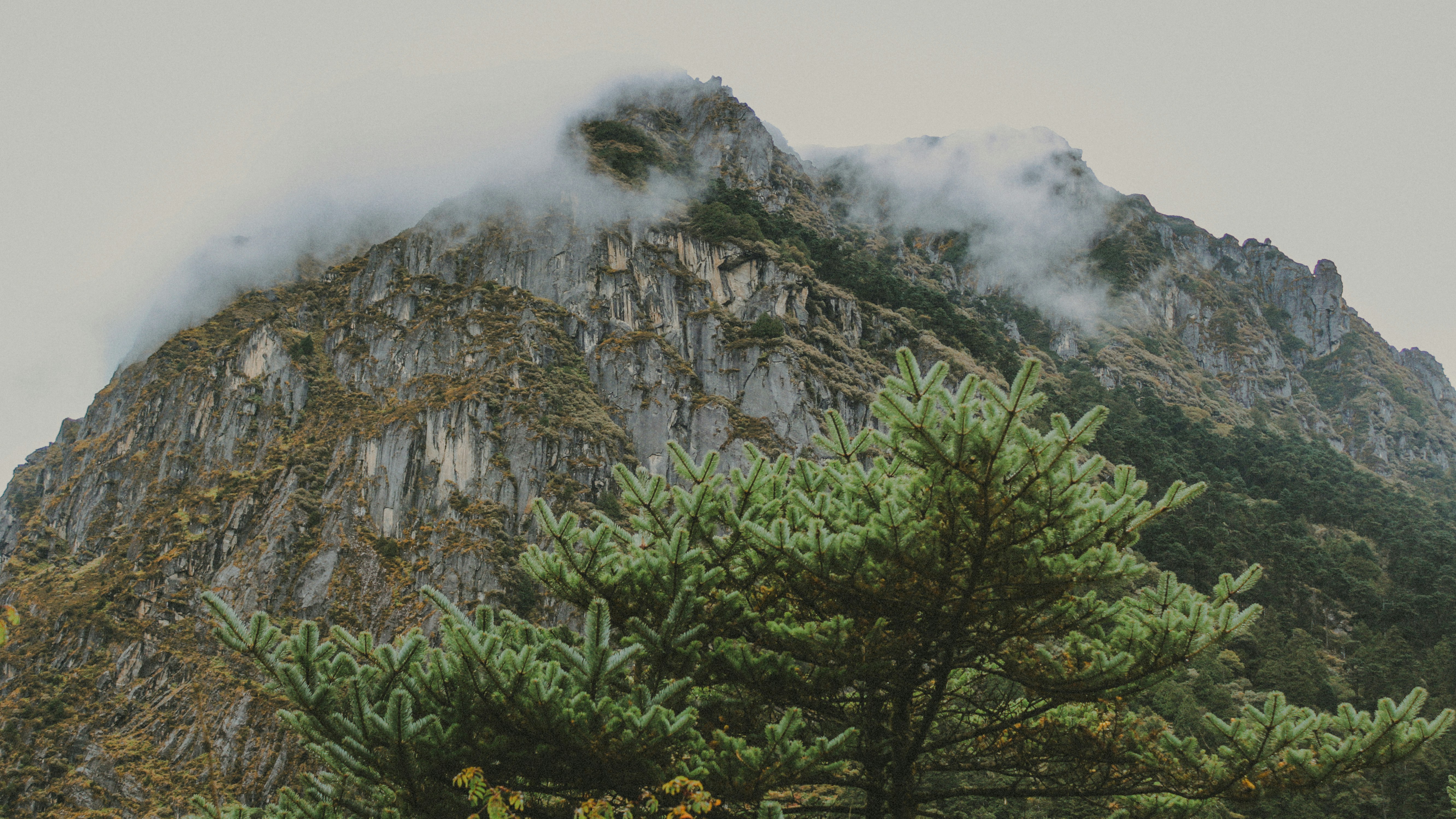 Mist-Clad Peak Looms Over Green Pines