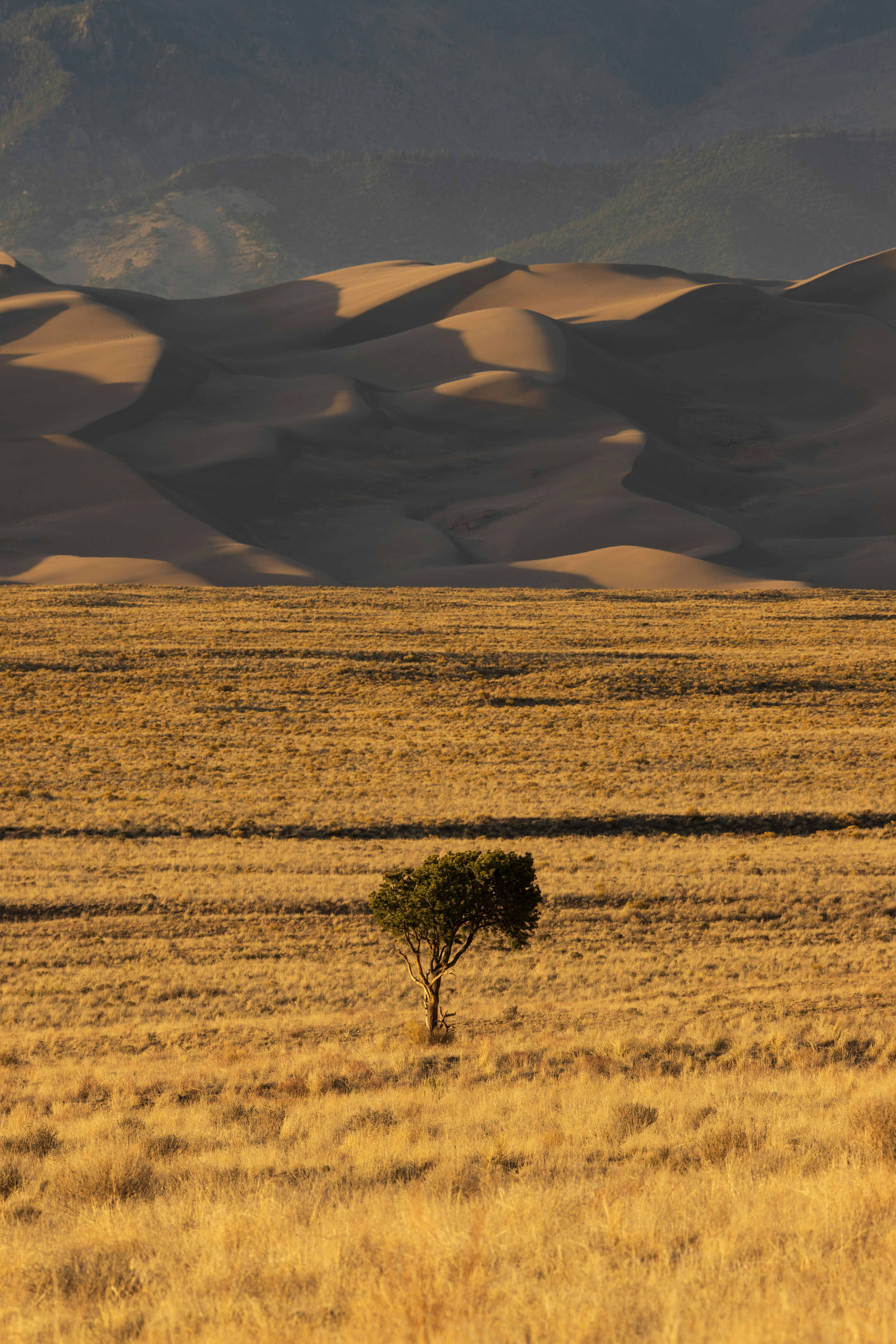 A solitary tree stands in a sunlit grassland with towering sand dunes forming a dramatic backdrop; the scene emphasizes vast, arid plains under a warm golden hour glow. Photograph indicates a landscape with a lone focal tree.