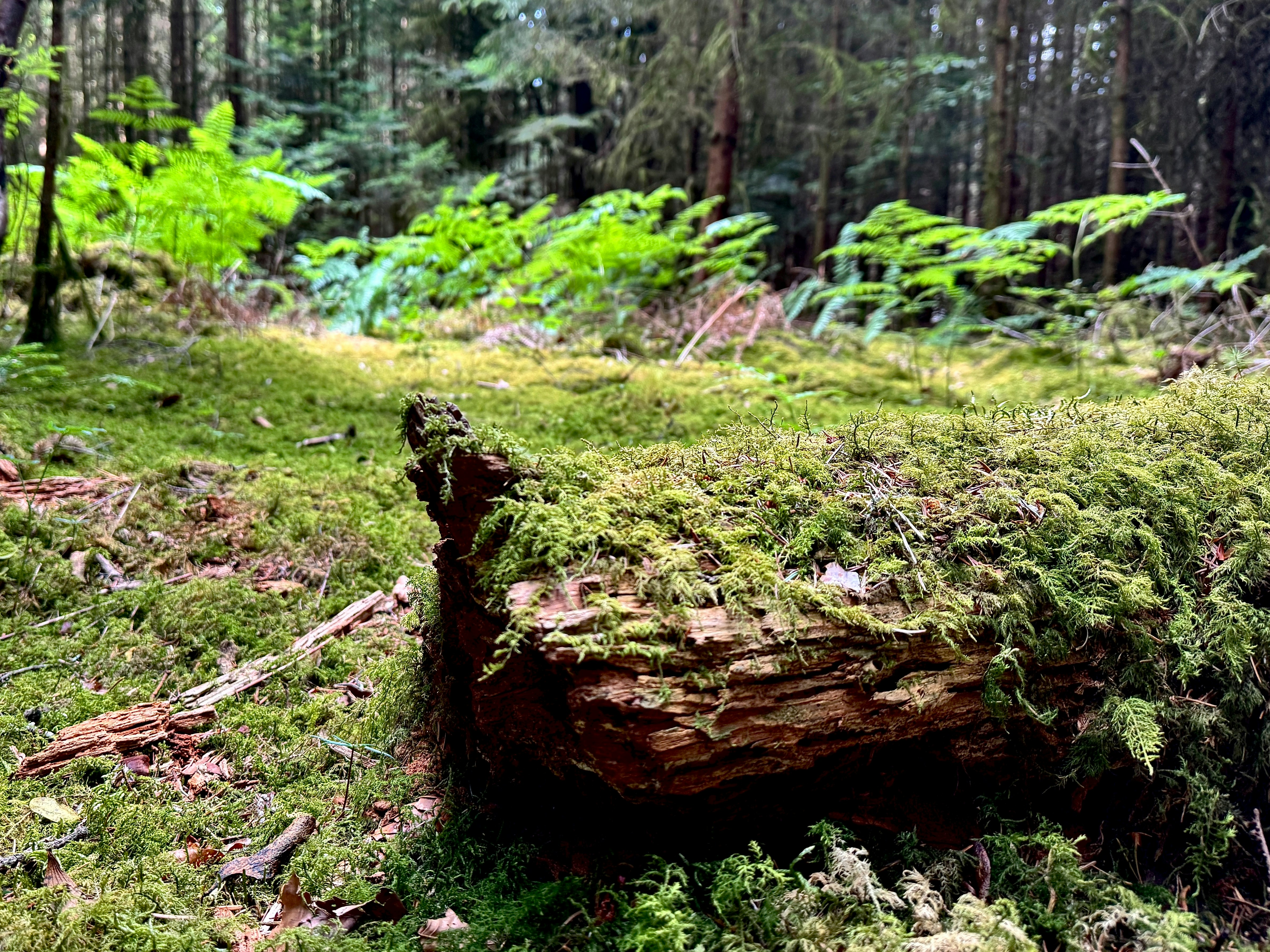 Moss-Ced the Woodland Desk: A Shrouded Log in Velvet Green