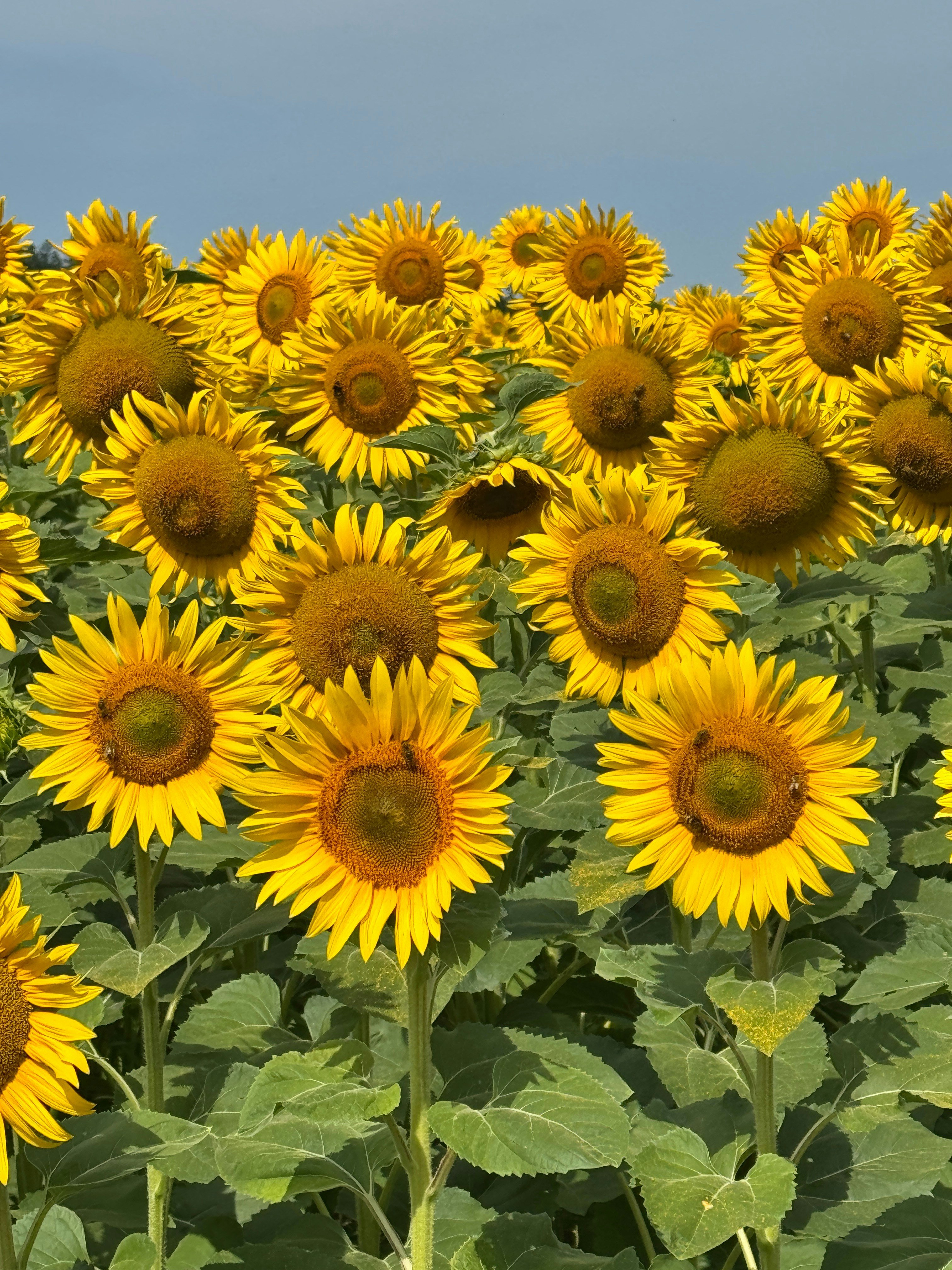 Sunlit Sea of Sunflowers: Golden Faces Reaching for the Sky