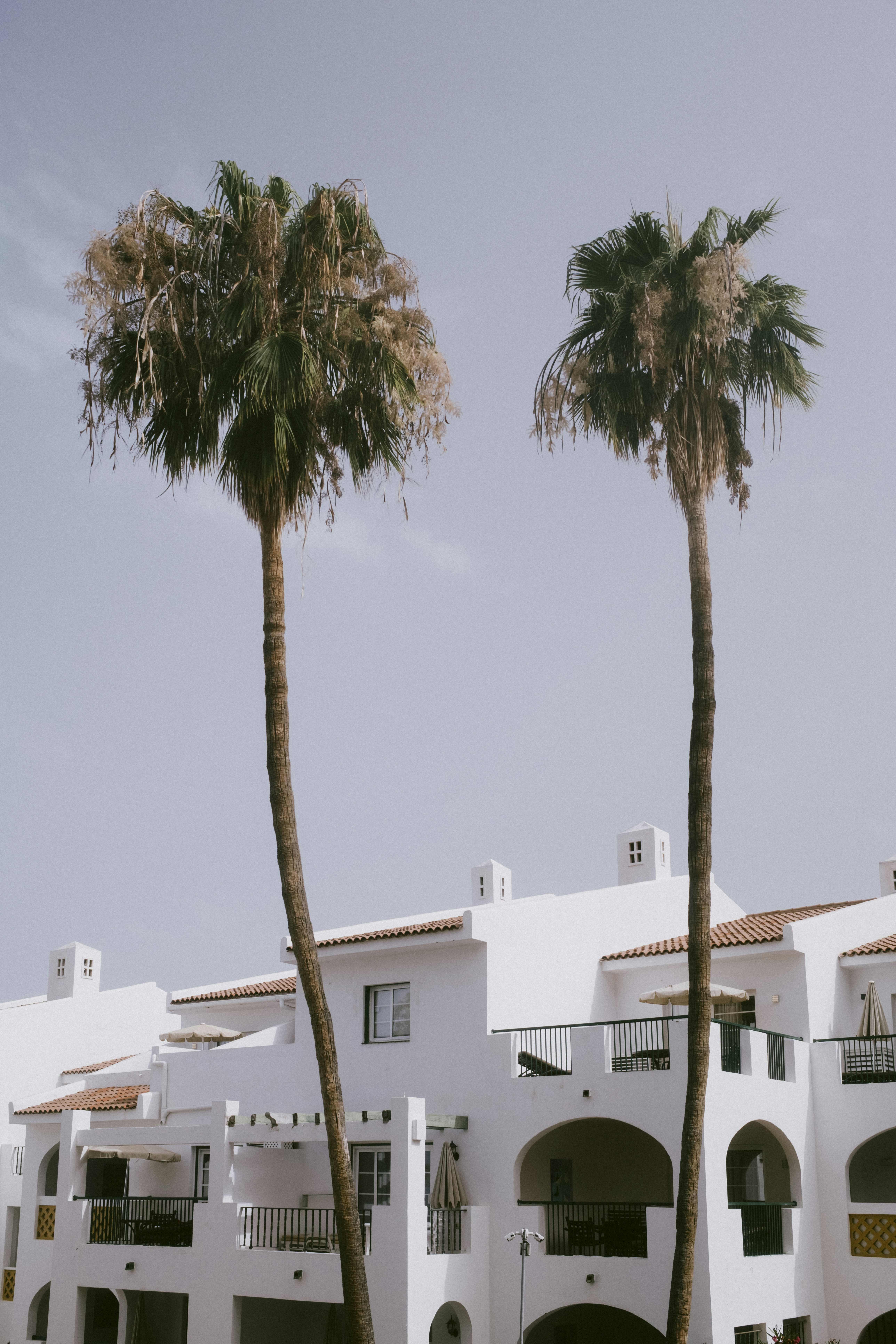 Twin Palms Over a Whitewashed Oasis