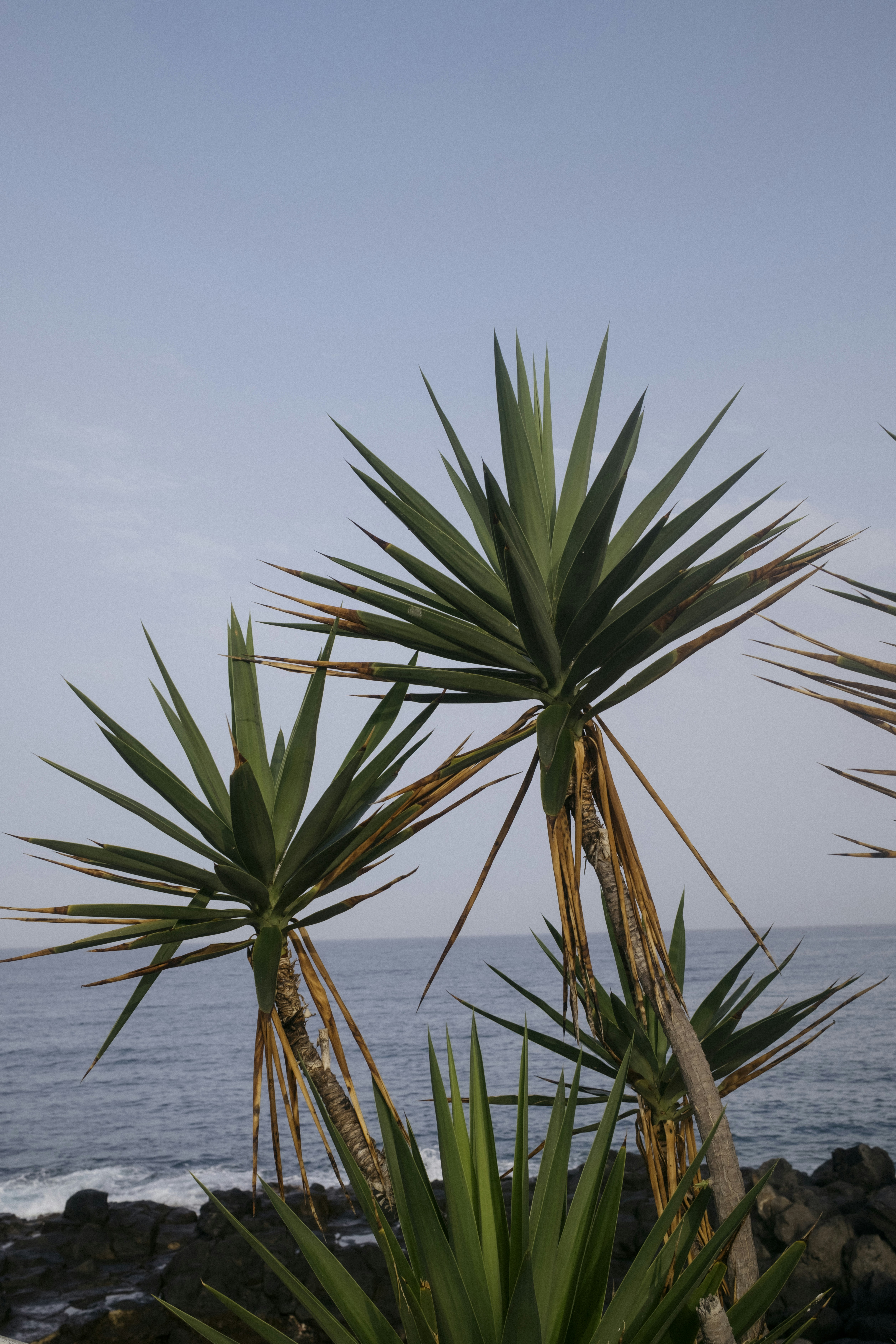 Coastal Yucca Silhouettes at Sea