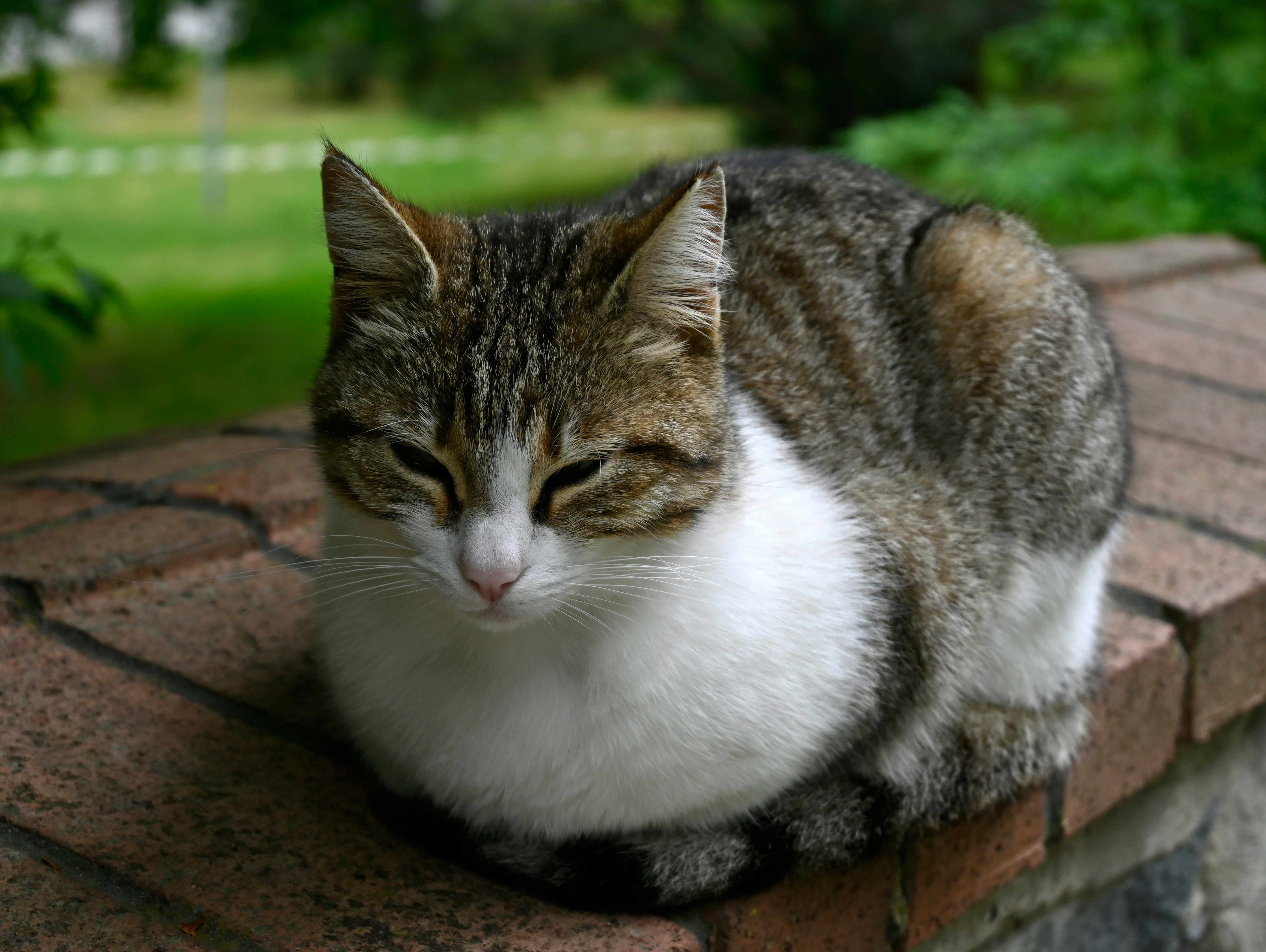 Lounging on Brick Rail: A Calm Alleycat Moment