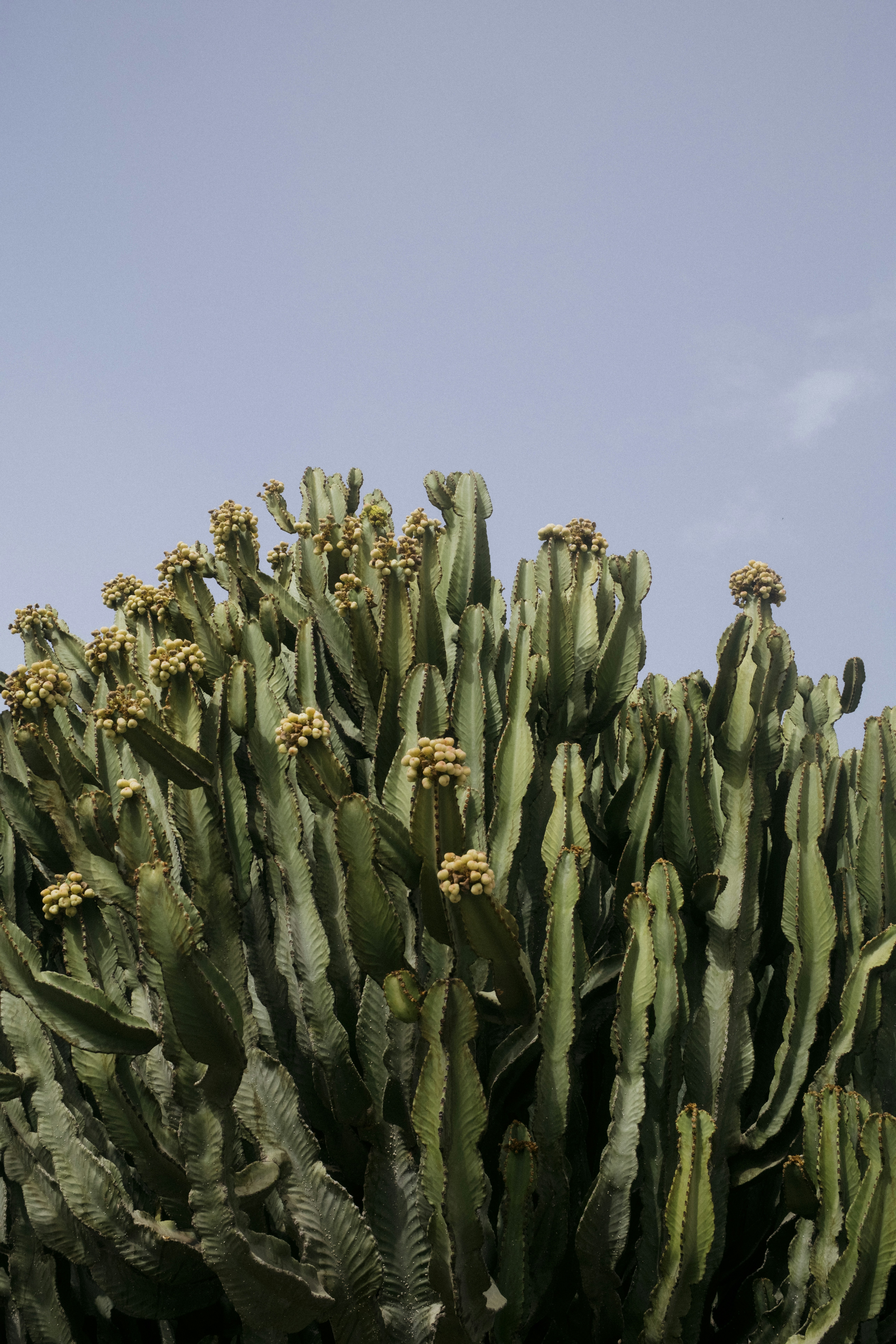 Cactus Crown Under a Jaded Sky