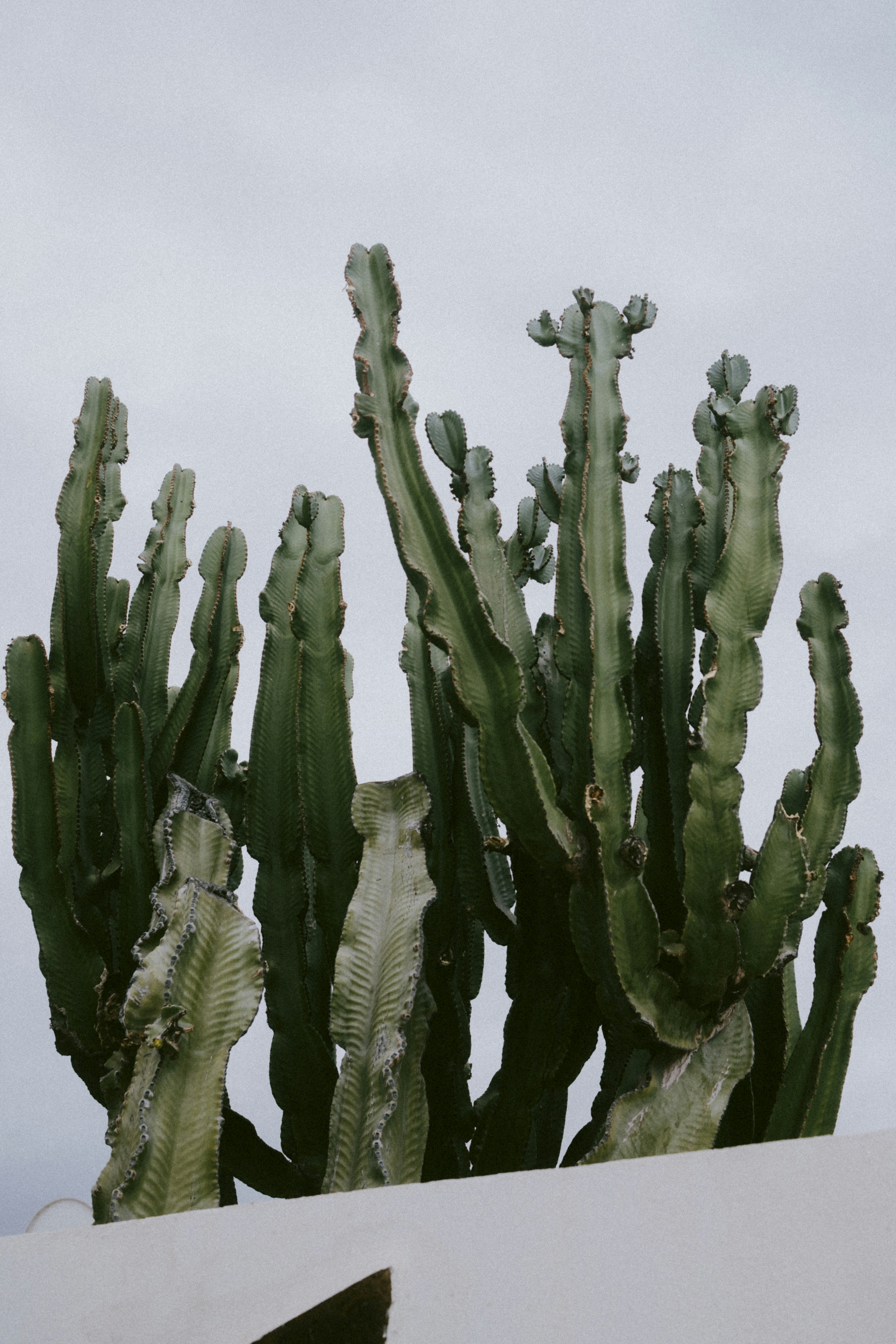 Crested Sentinels: Desert Cactus Against a Pale Sky