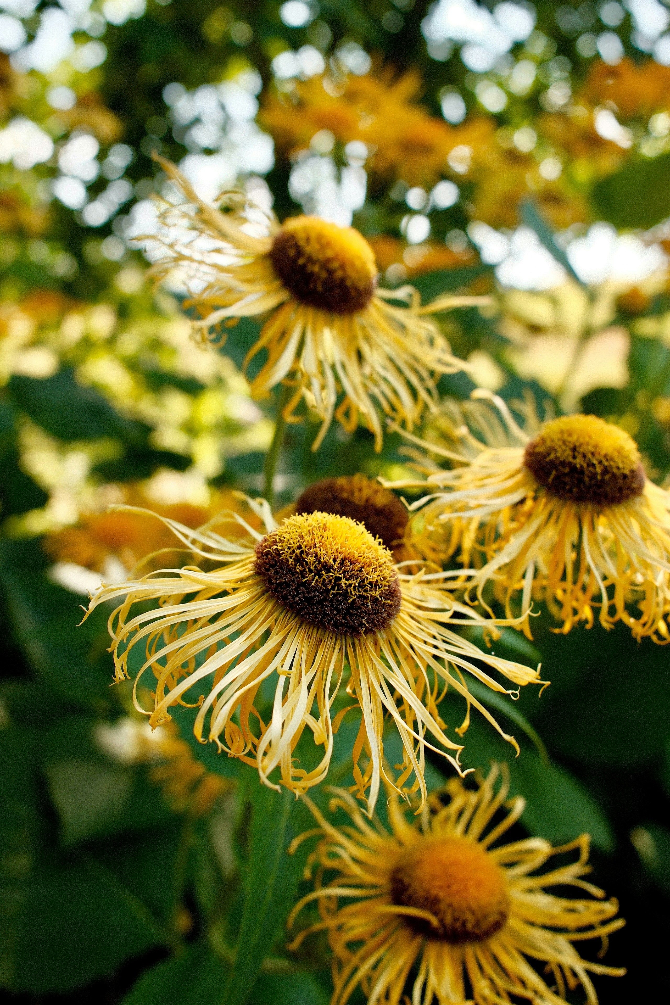 Close-up of pale yellow, fringed dandelion-like flowers with brown centers against a blurred green backdrop, highlighting delicate petal textures and sunlit petals.