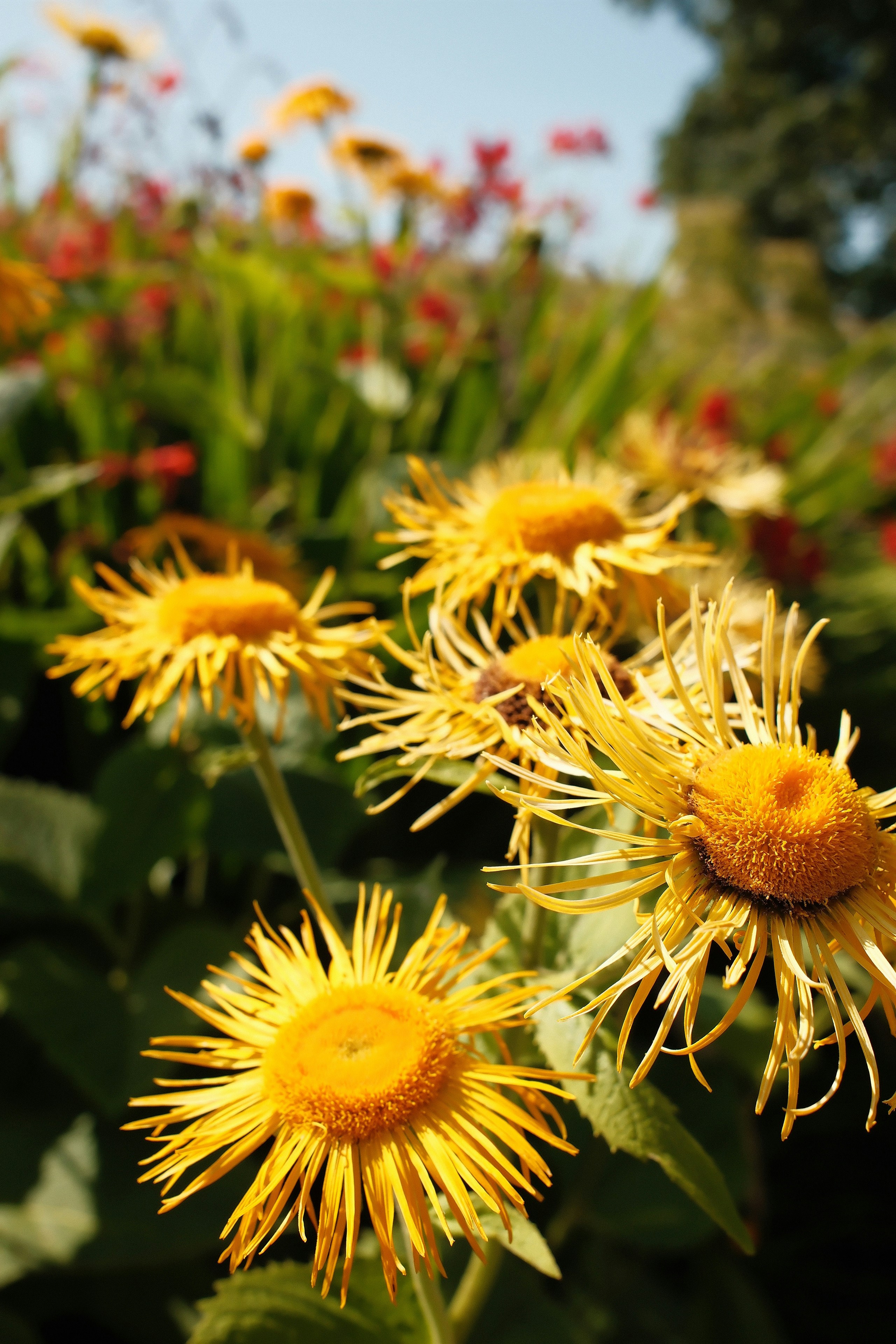 Golden Disks in a Sunlit Meadow