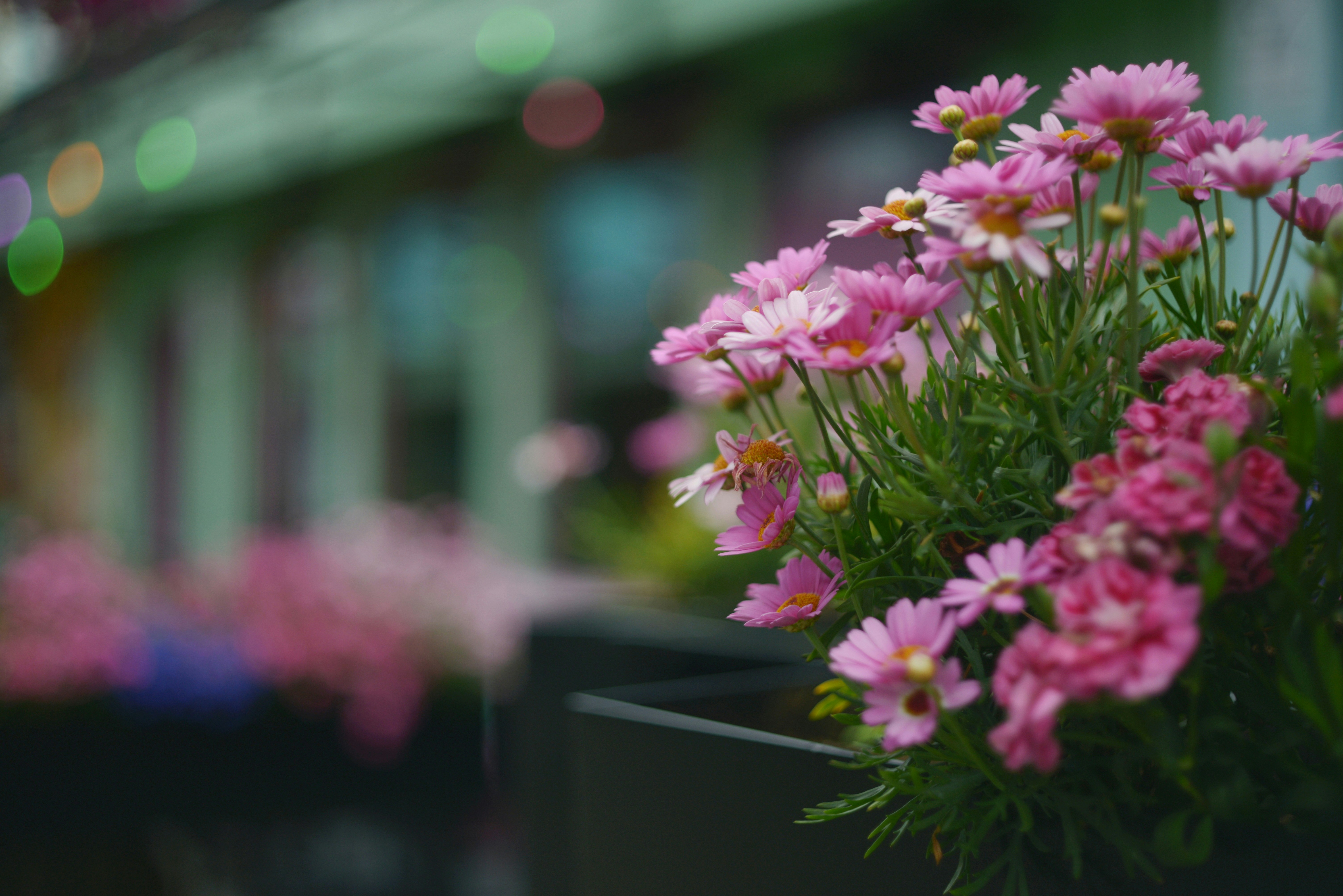 Pink Petals in Focus, Green Bokeh Garden