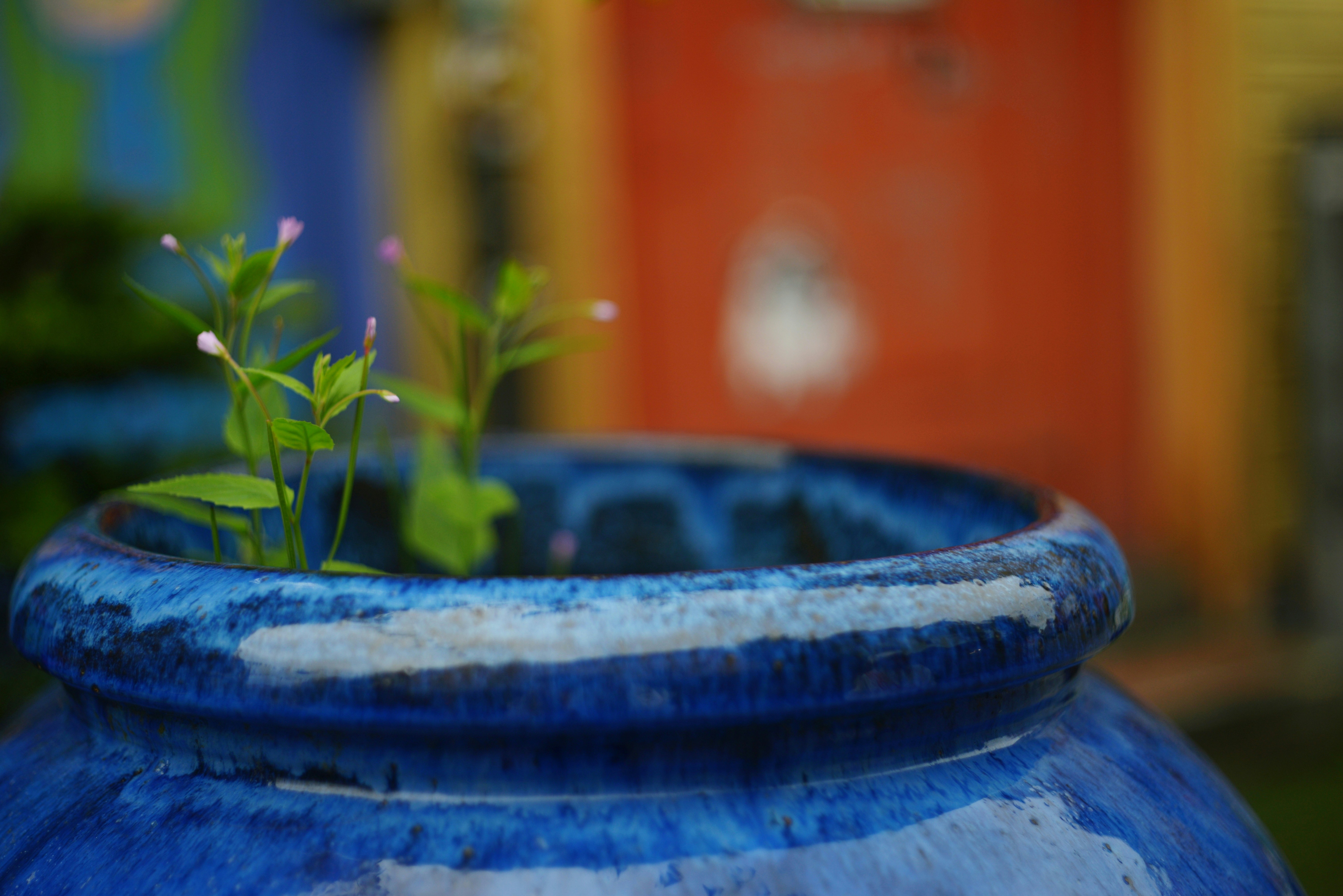 Blue Pot Morning: Lilac Sprouts in a Weathered Urn