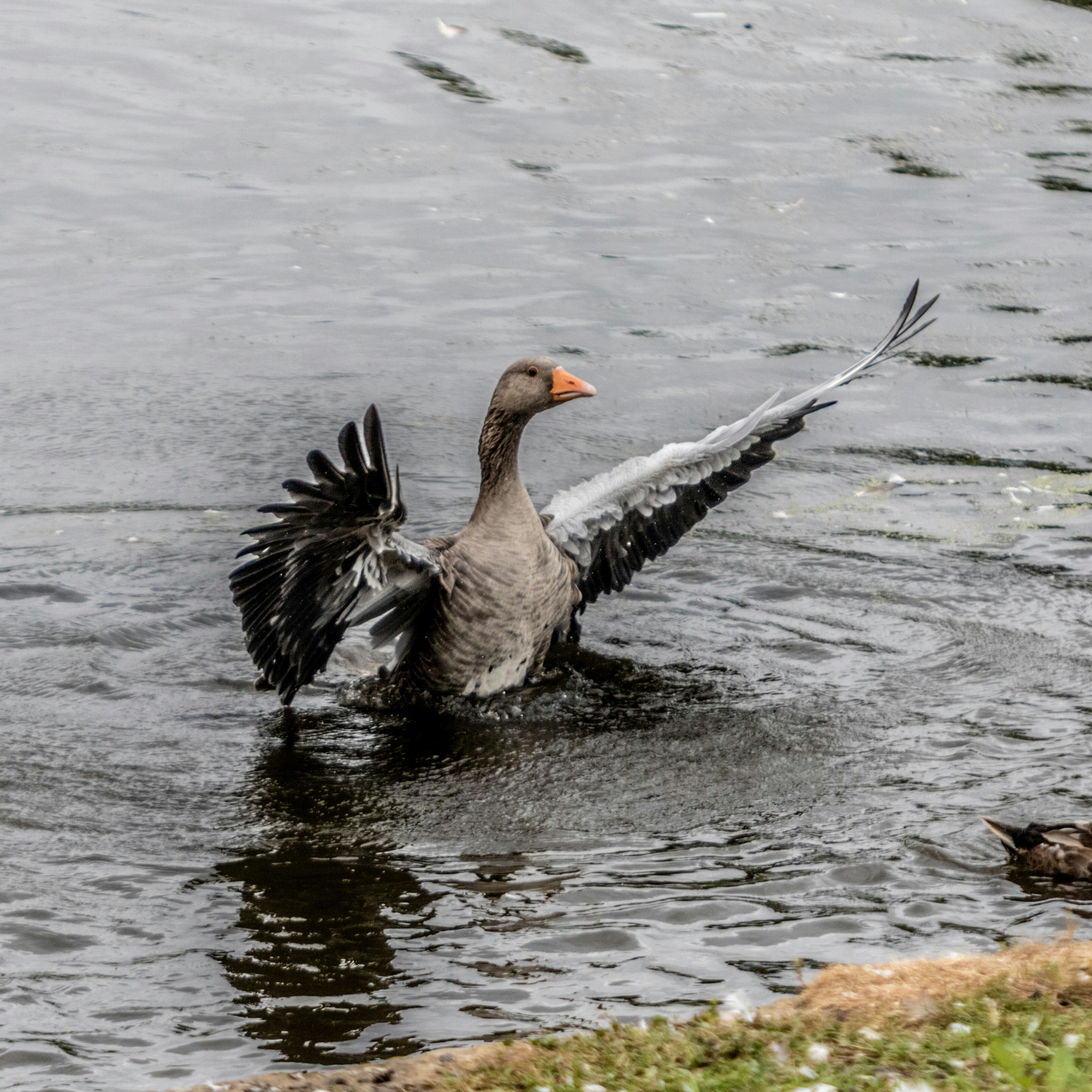 Wing Span at Waterline: Goose Lifts Off