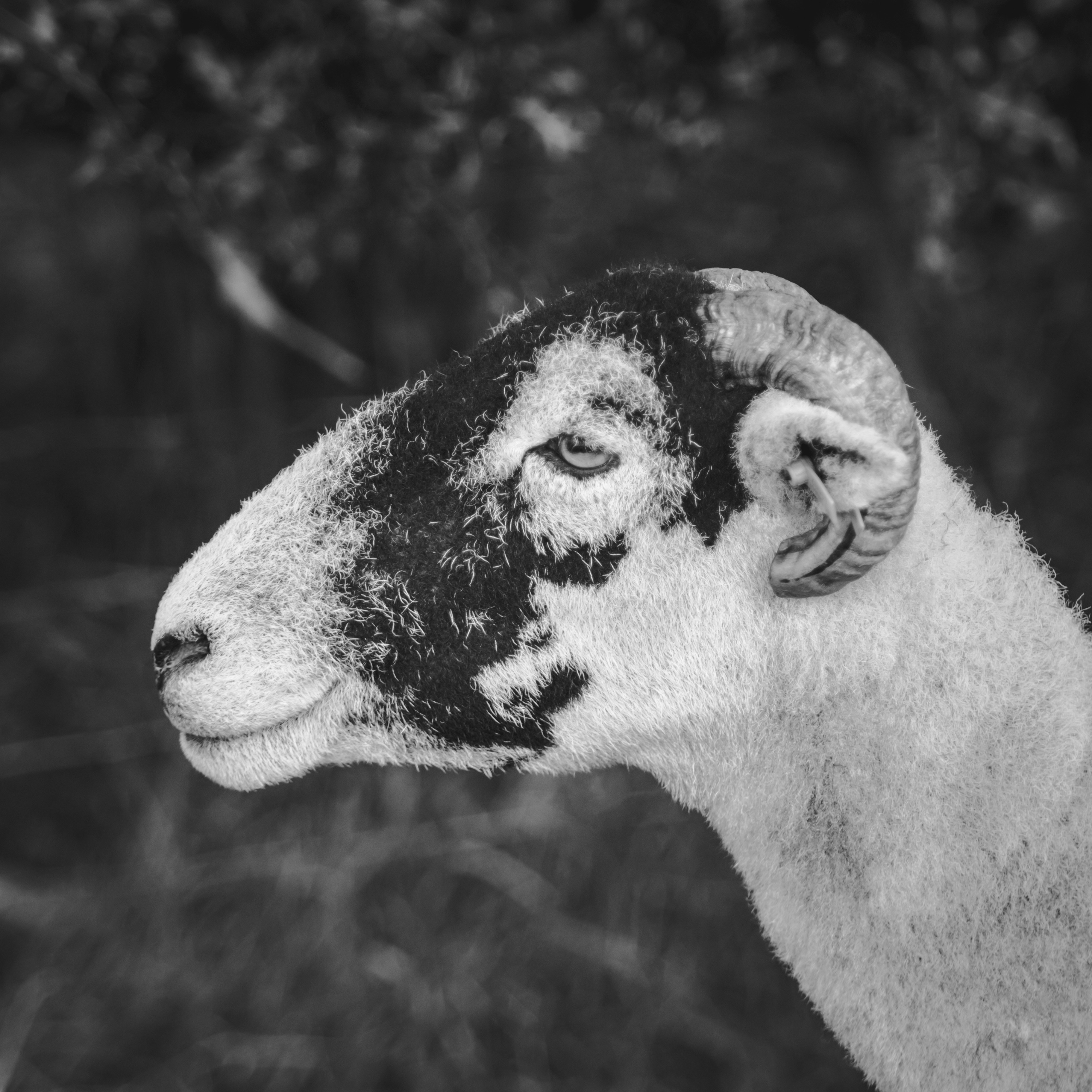 Profile of a Sheep: Quiet Grazing in Monochrome