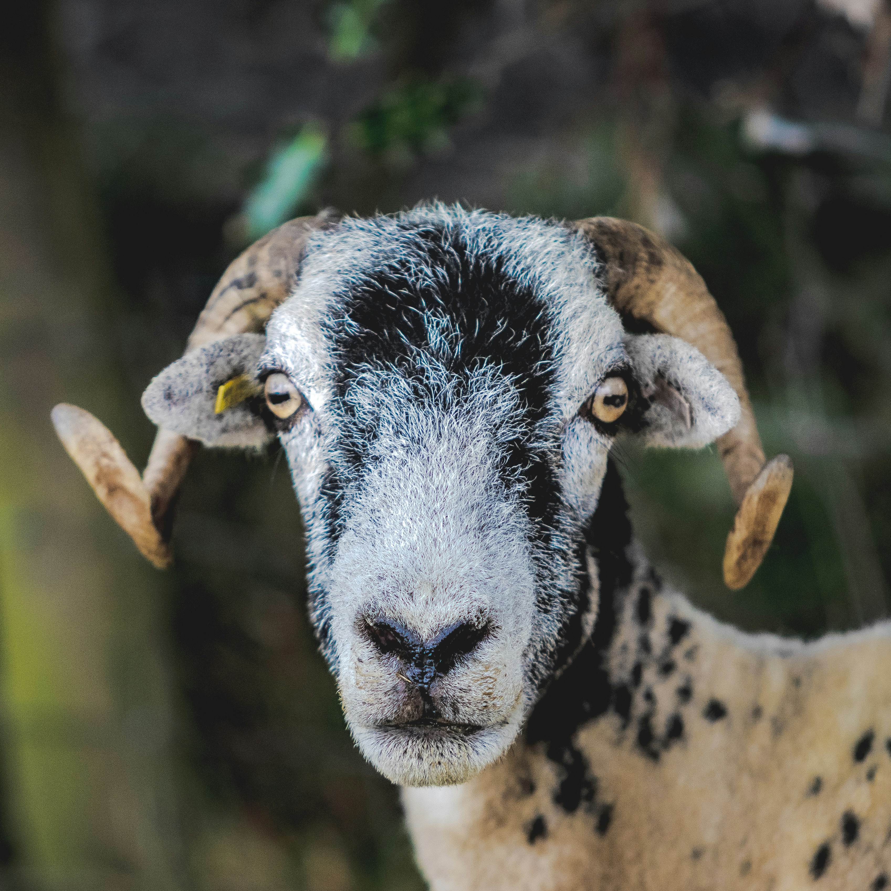 Close-Up of a Curious Sheep: Framed Gaze and Wooly Texture