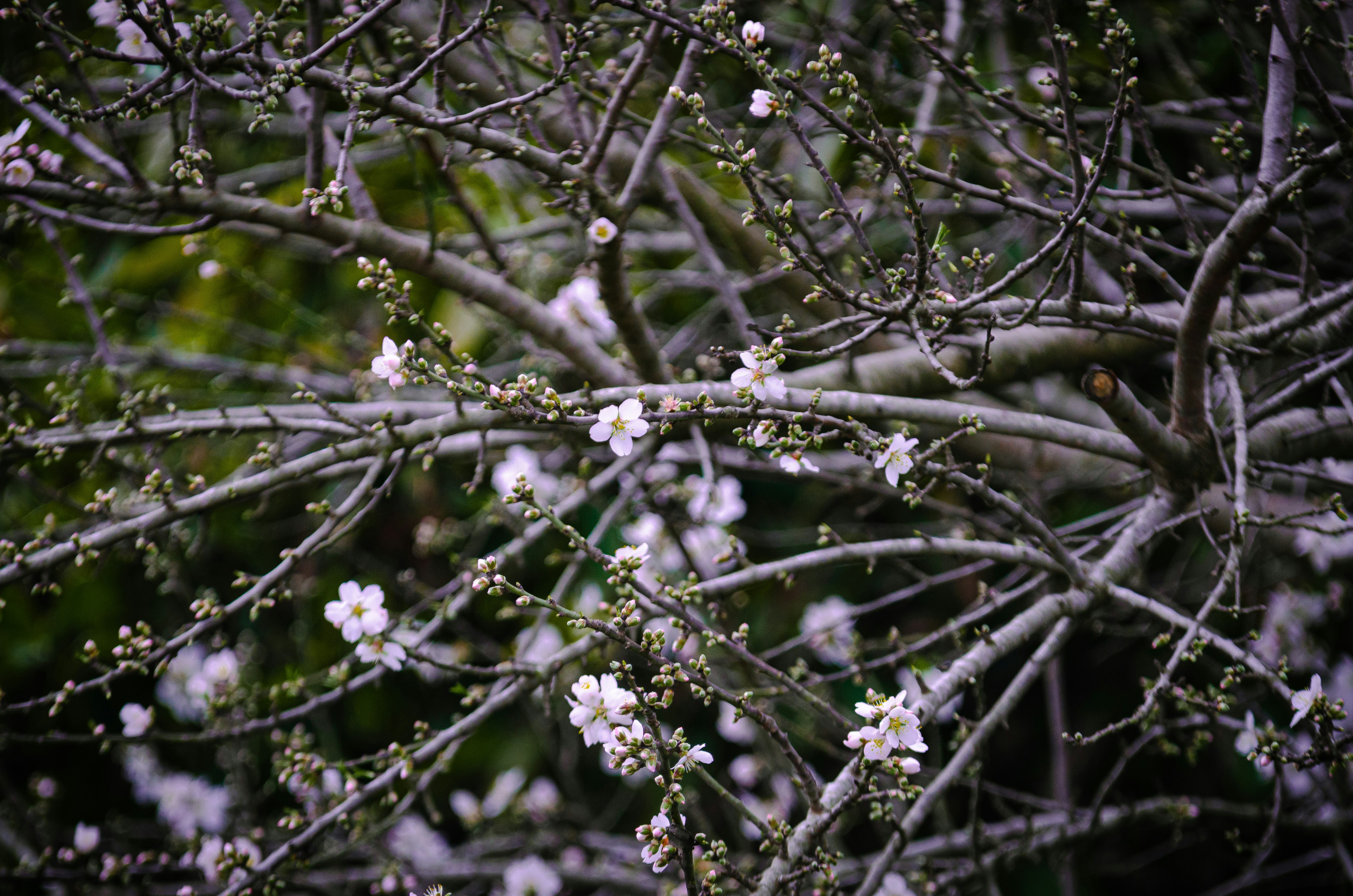 Delicate white blossoms pepper a tangle of gray branches, creating a quiet, mossy backdrop.