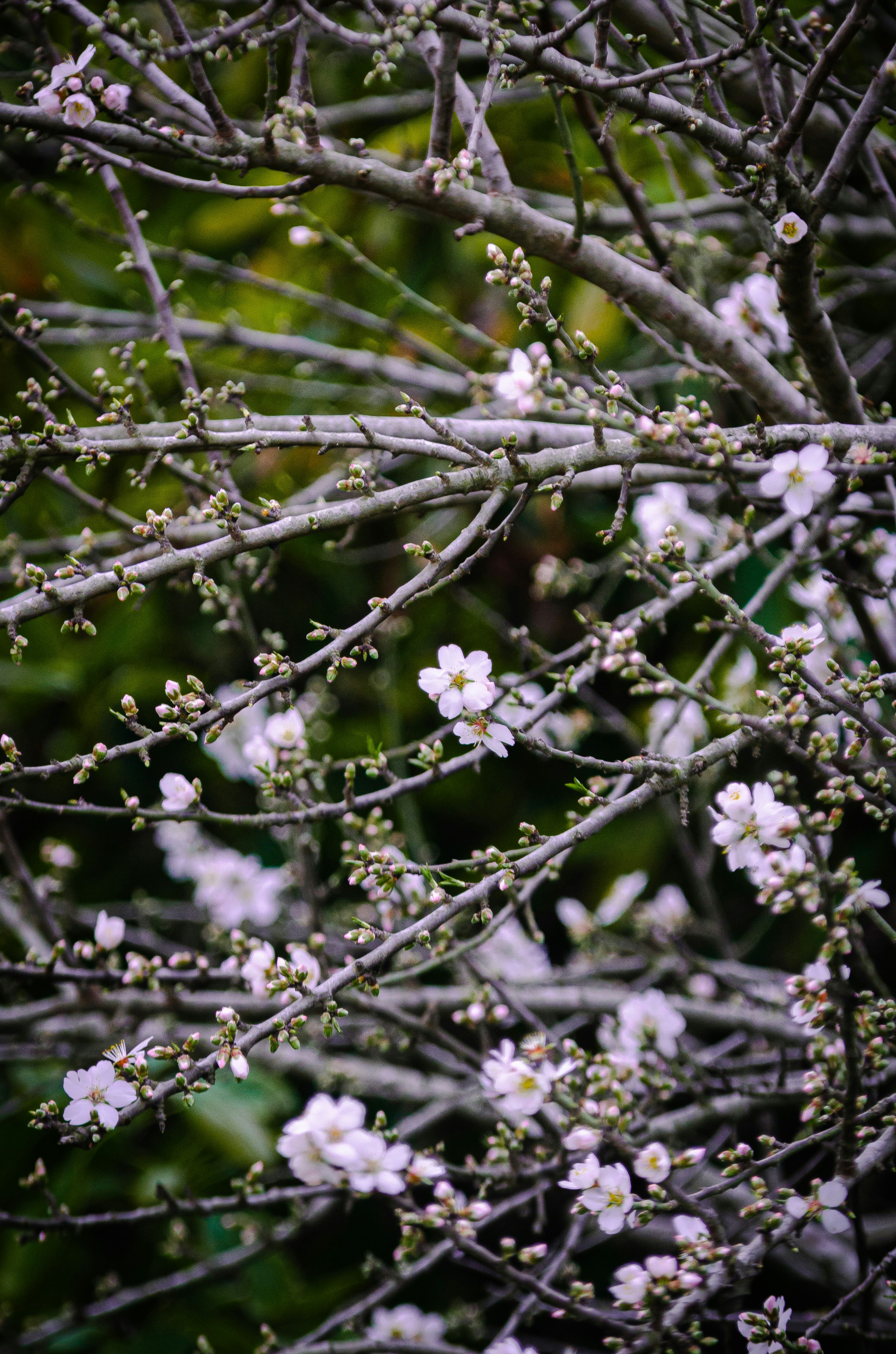 Blossoms Among Branches: a Quiet Corridor of Spring