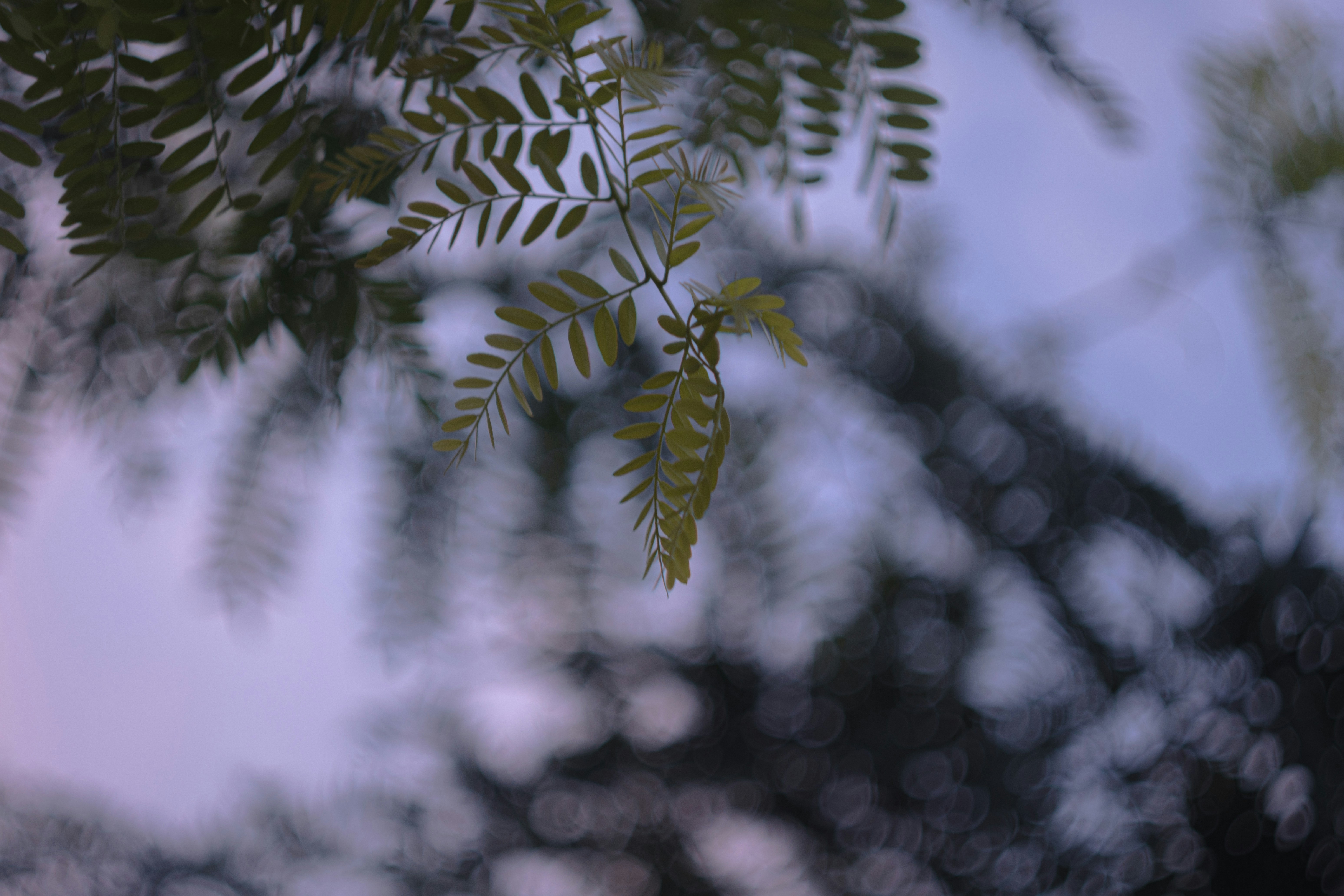 Delicate Fern Frond Against a Dreamy Bokeh Backdrop
