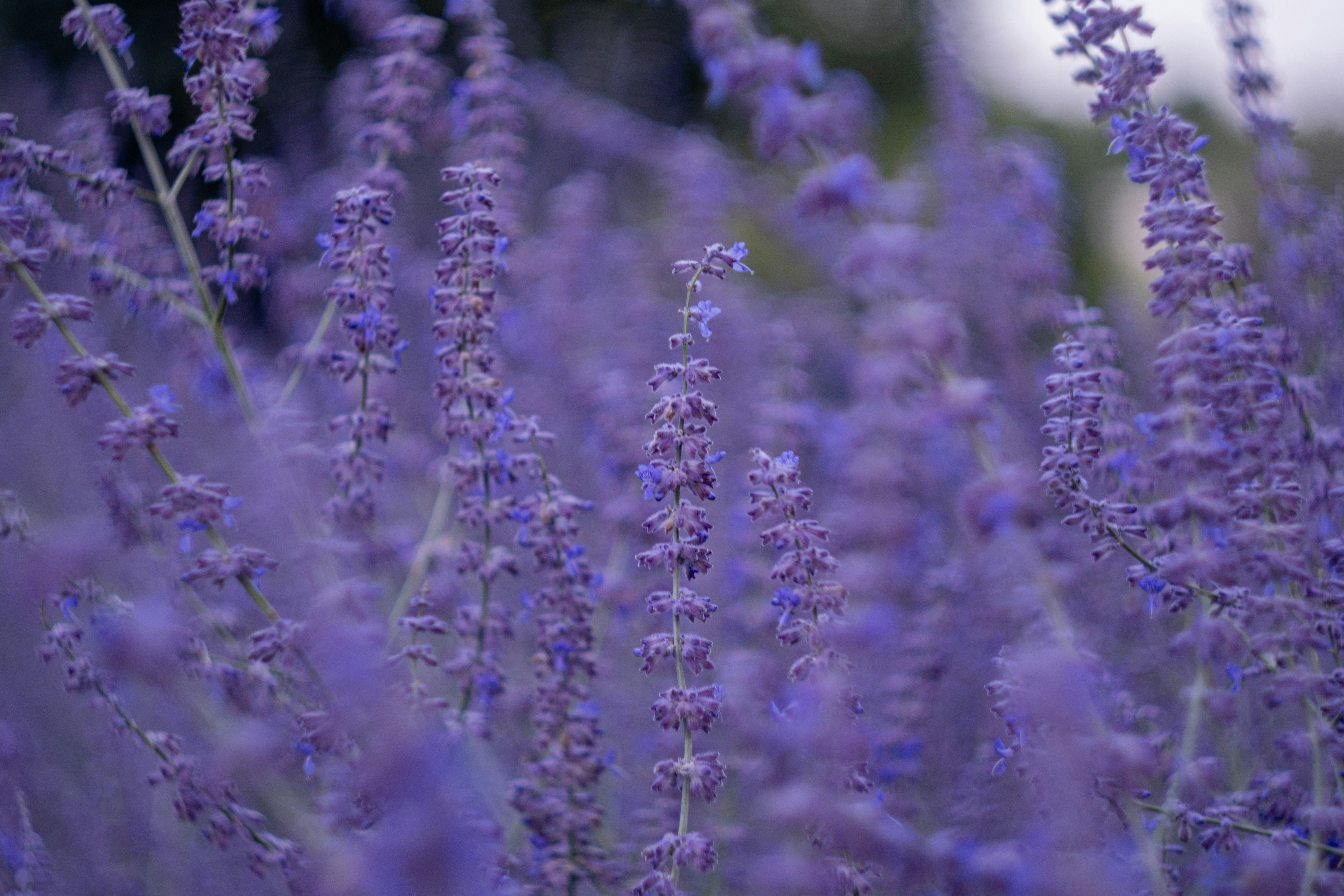 Lavender Whispers: a sea of violet bloom under soft light