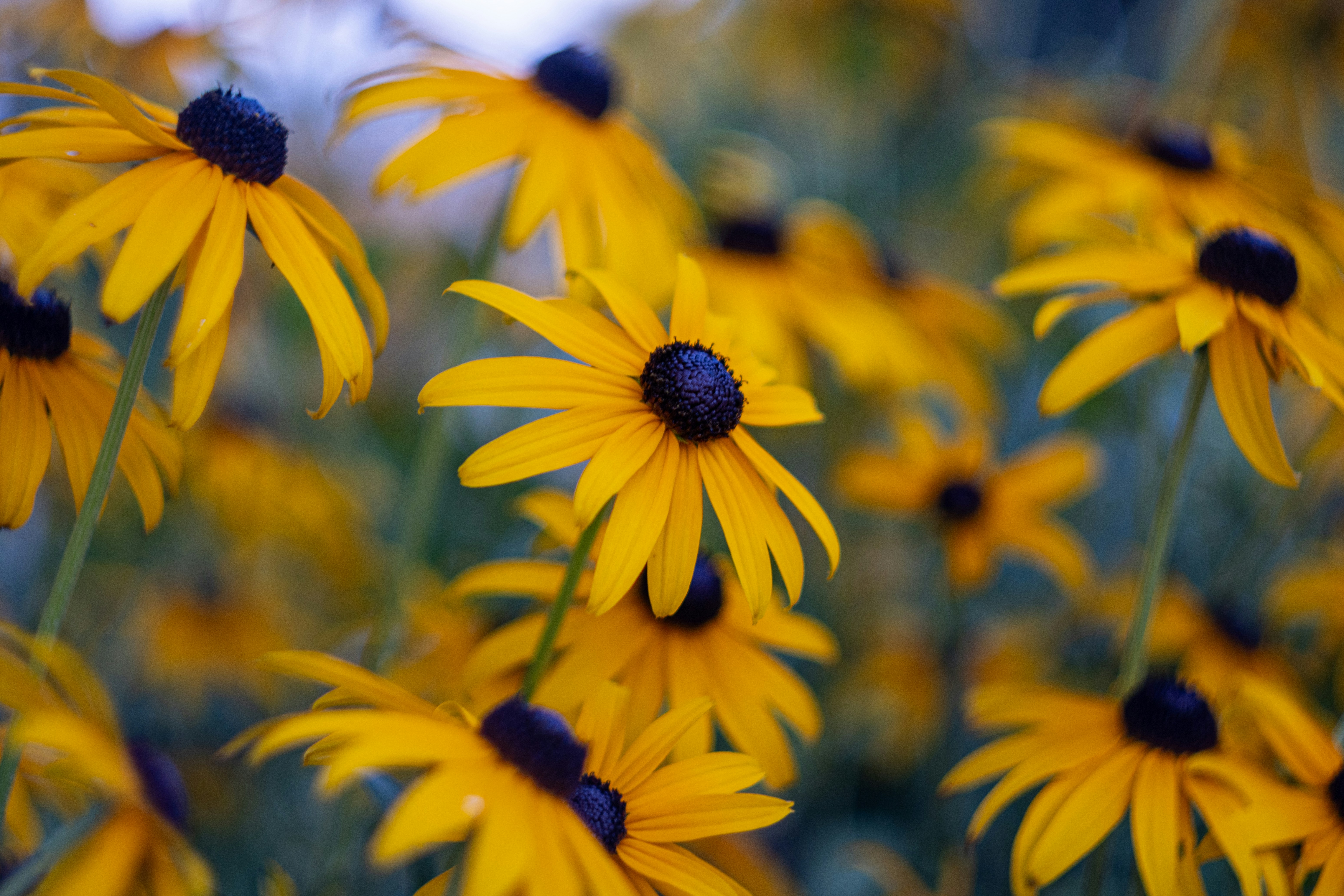 Golden Rays: A Field of Black-Eyed Susans in Soft Focus