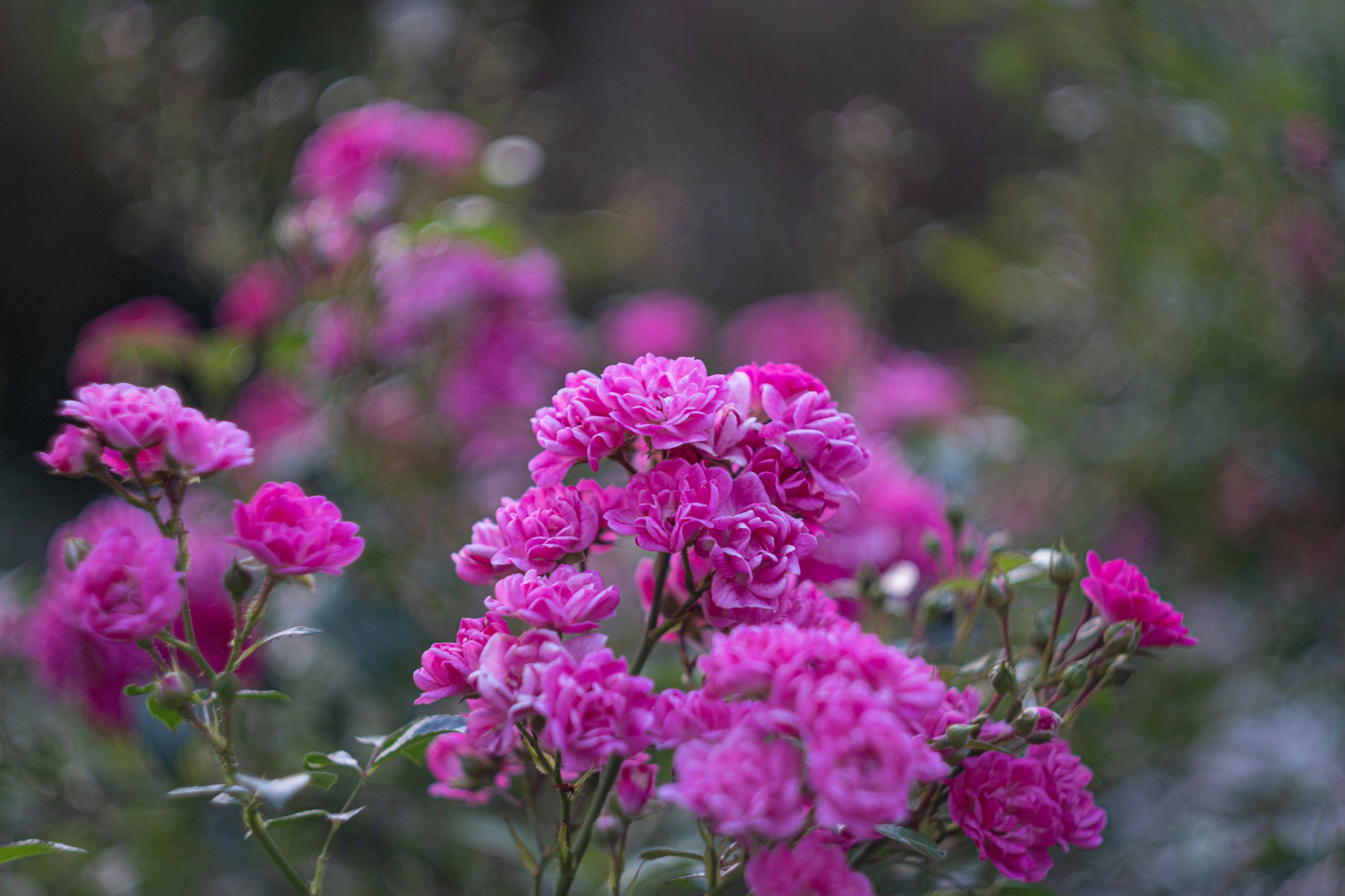 Vivid Rose Cascade in Soft Evening Light