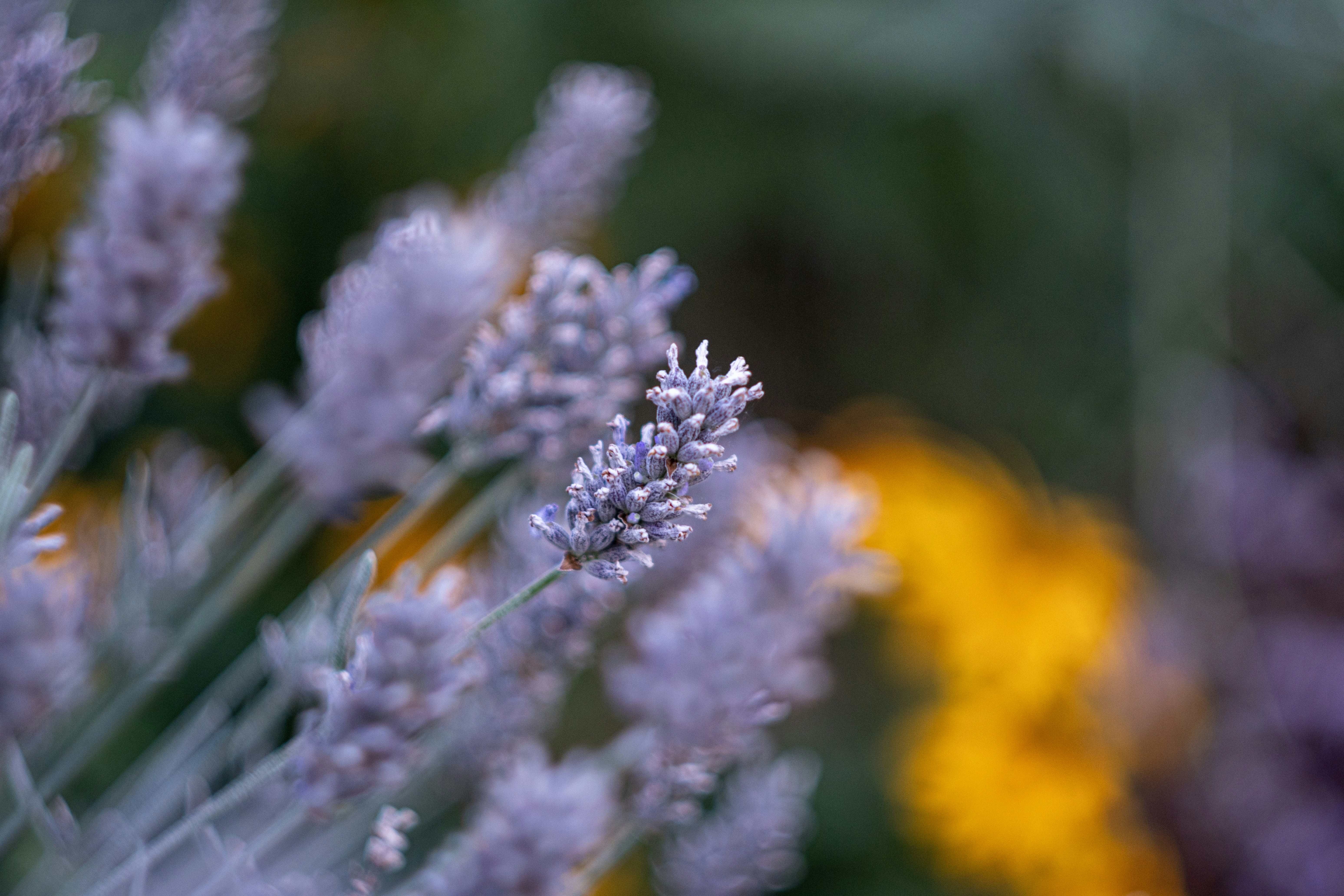 Lavender in Soft Focus: A Quiet Garden Moment