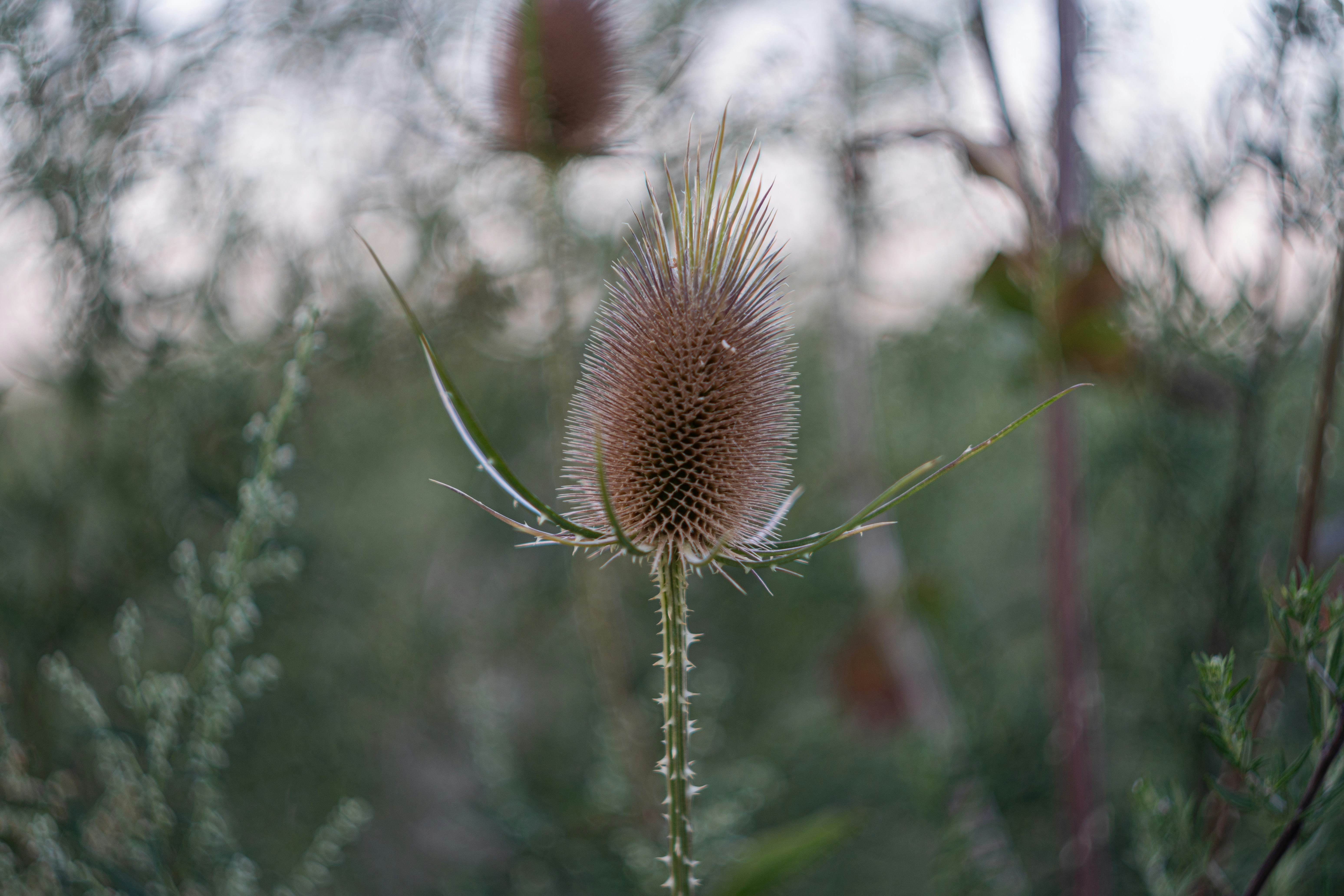 Macro view of a single, spiky flowerhead with a soft bokeh background, highlighting a delicate nature detail. This is a plant bloom image (not a logo or illustration).