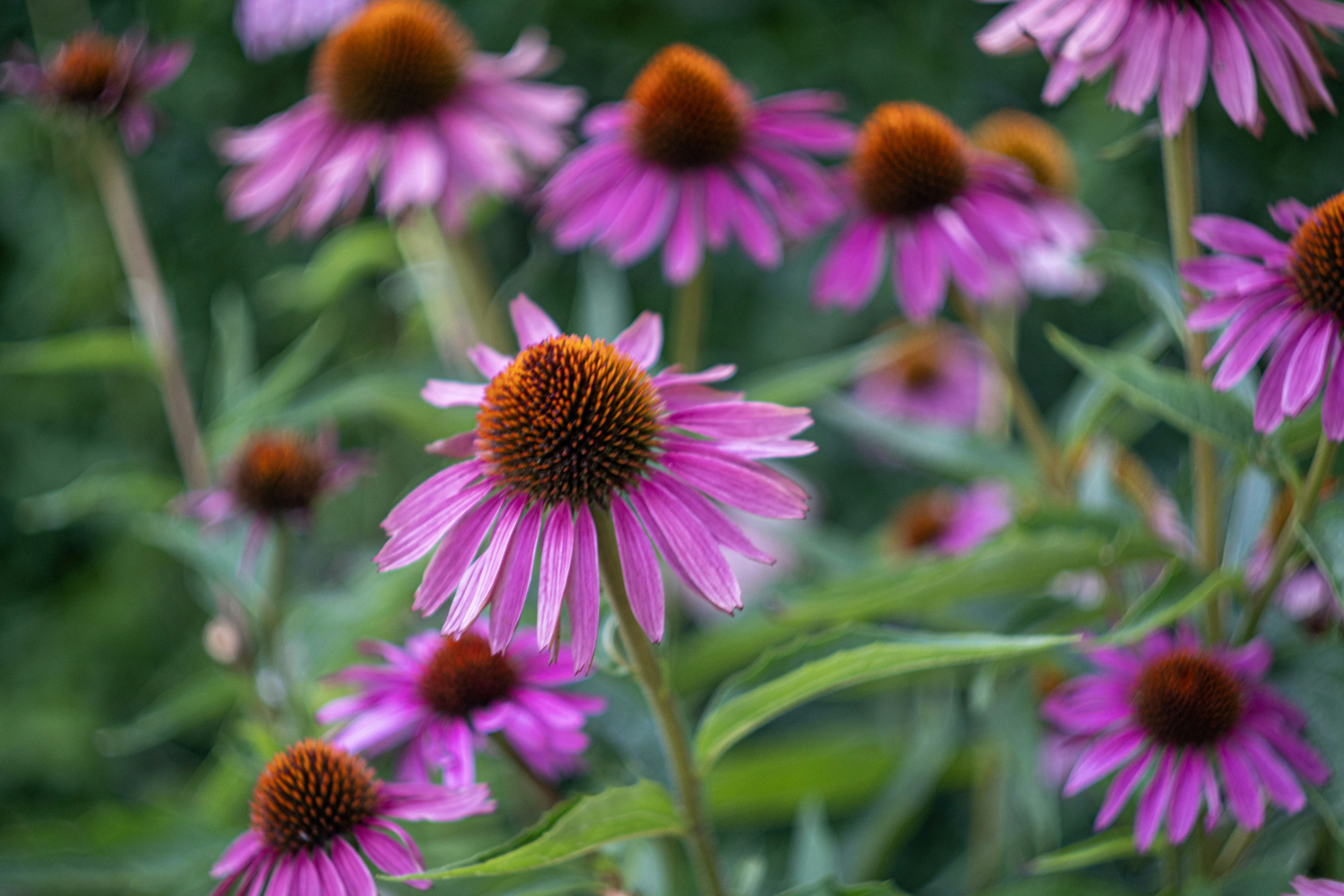 Pink Coneflower Burst: Close-Quarters Garden Spotlight