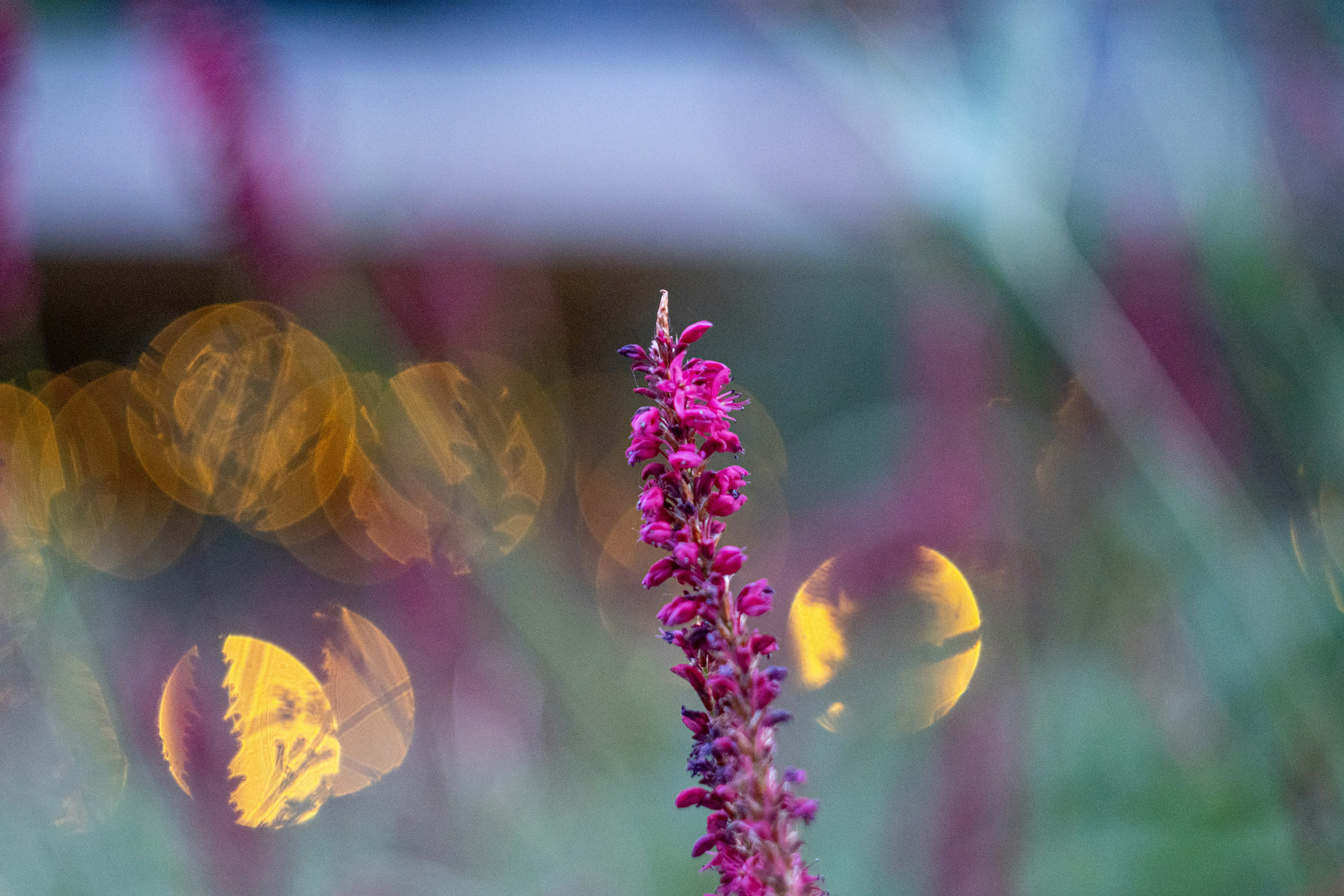 Crimson spike stands sharply against a dreamy bokeh field with warm orbs in the background. A close-up of a singular flower amid blurred greenery, highlighting color and texture; suitable as a natural detail shot or nature study.
