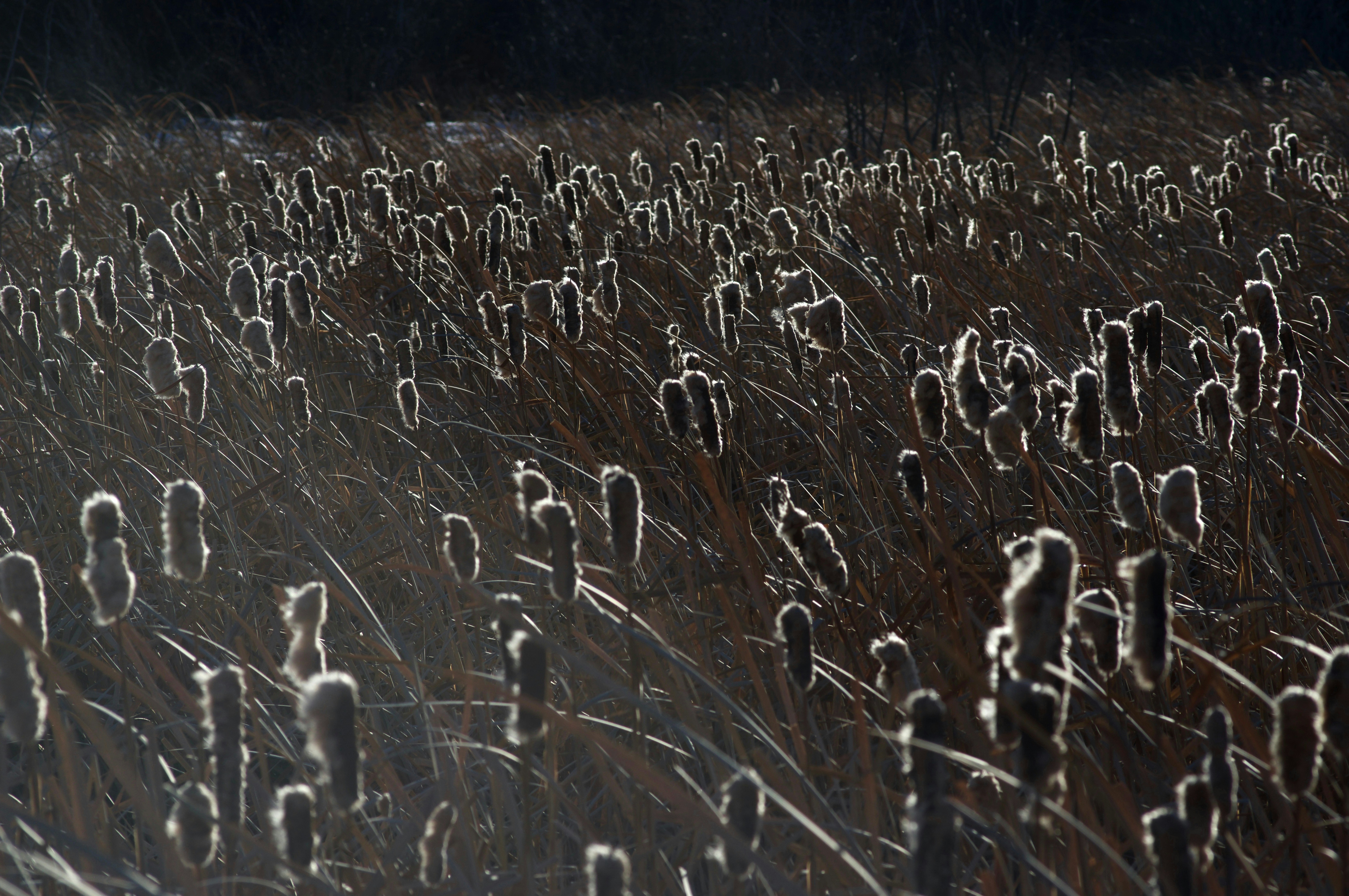 Dawn on Dry Reed Heads
