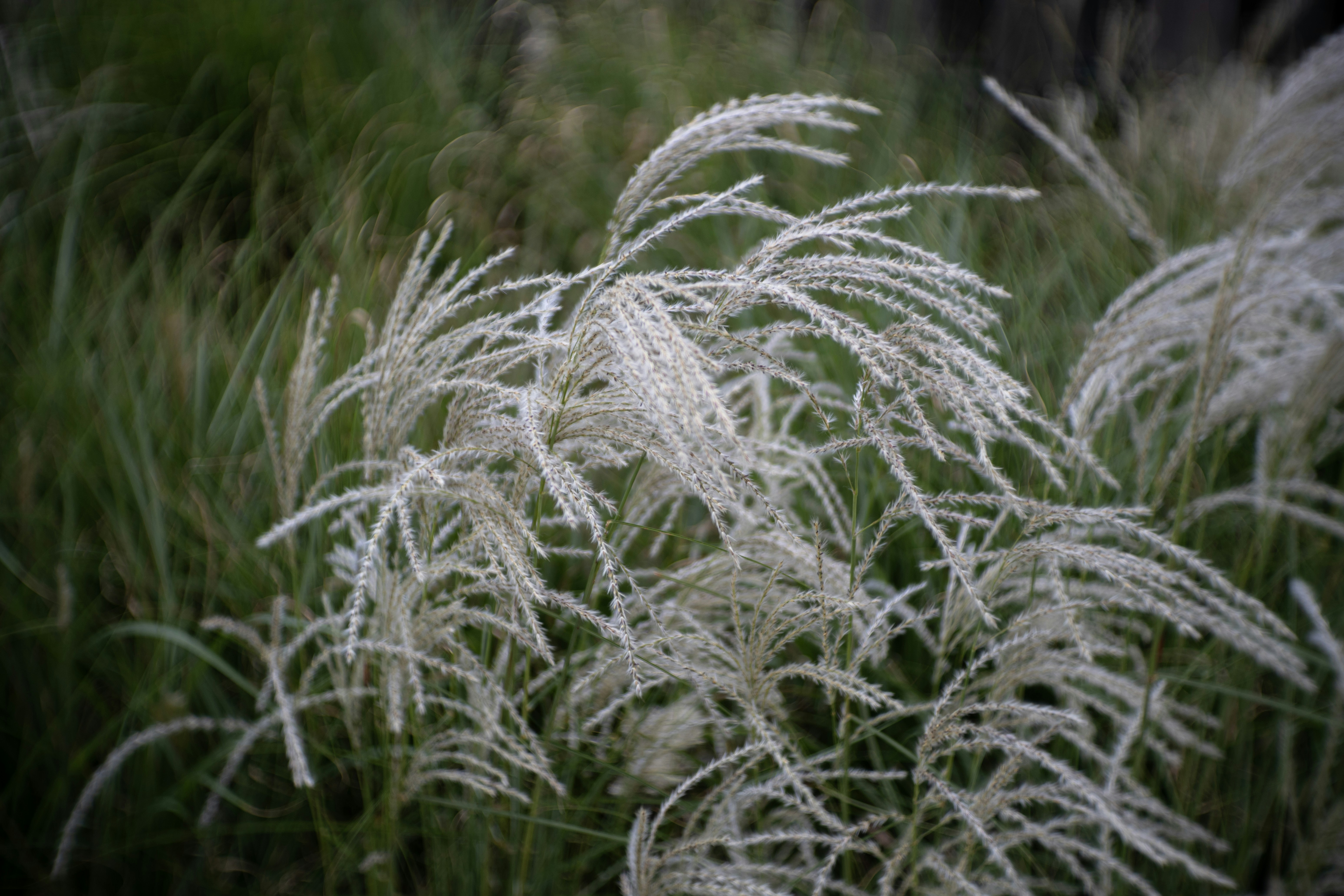 Moonlit Seedhead Drift in a Quiet Meadow
