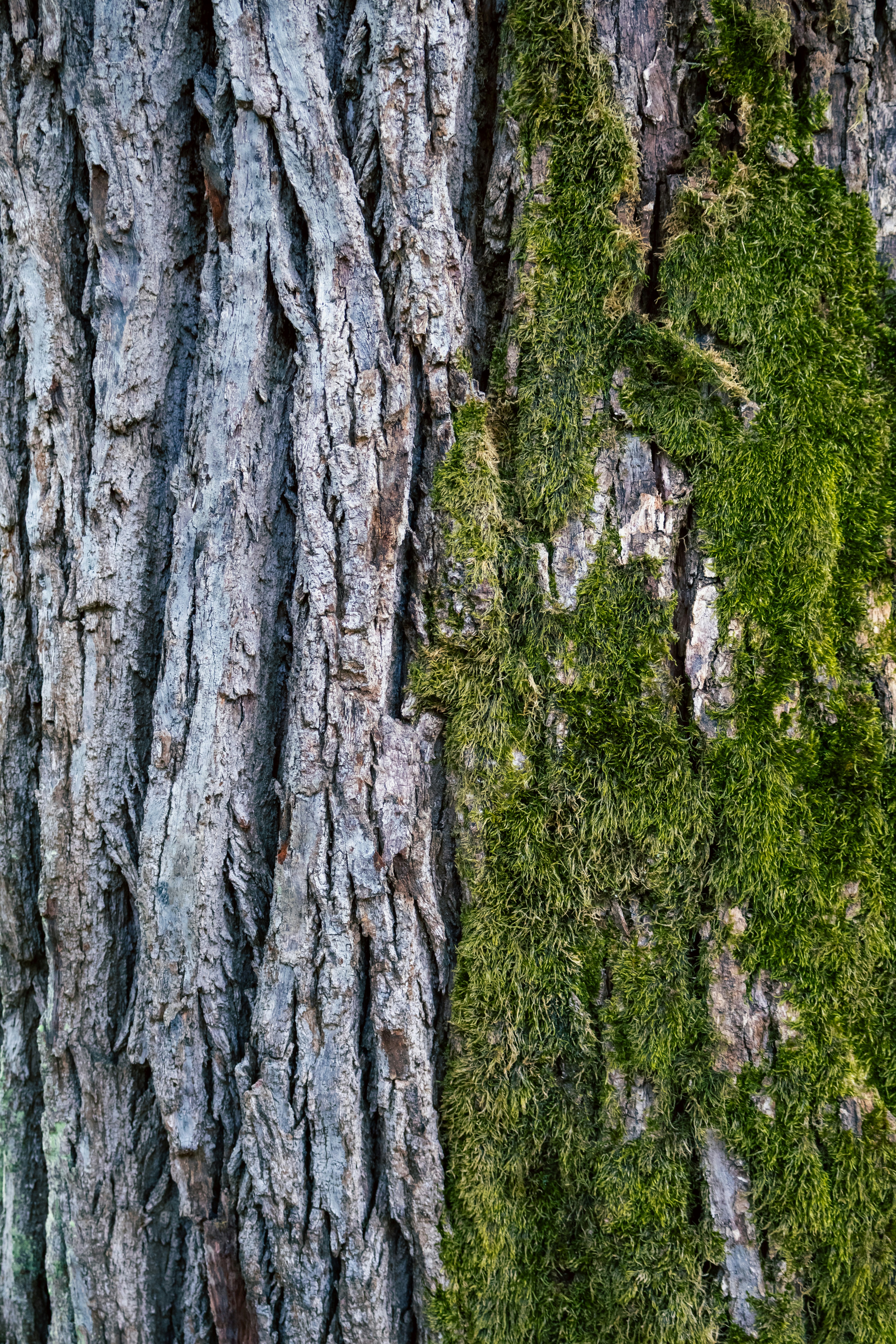 Twin Textures: Bark and Moss Cling to Time