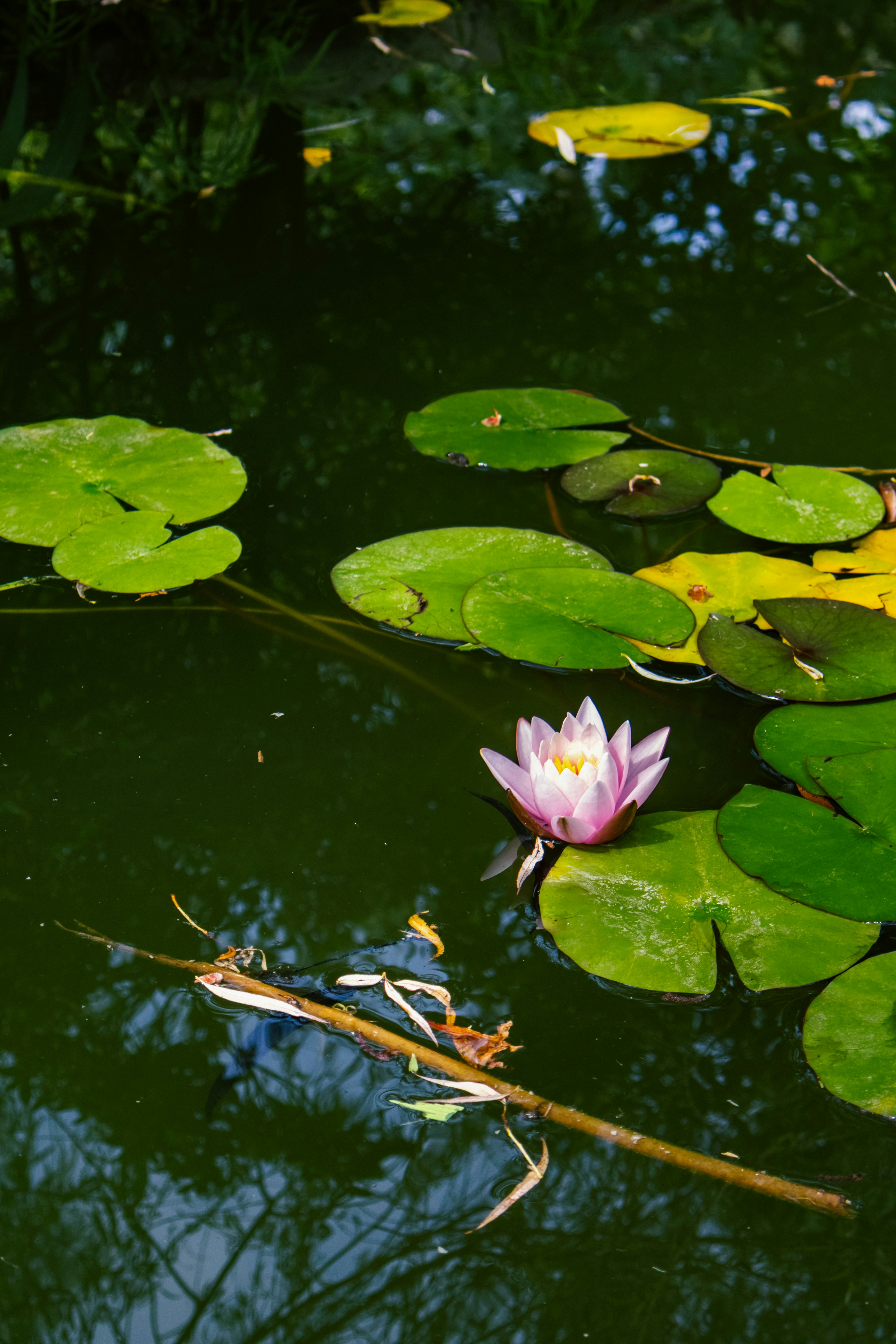 Pink water lily anchored among lily pads in quiet pond
