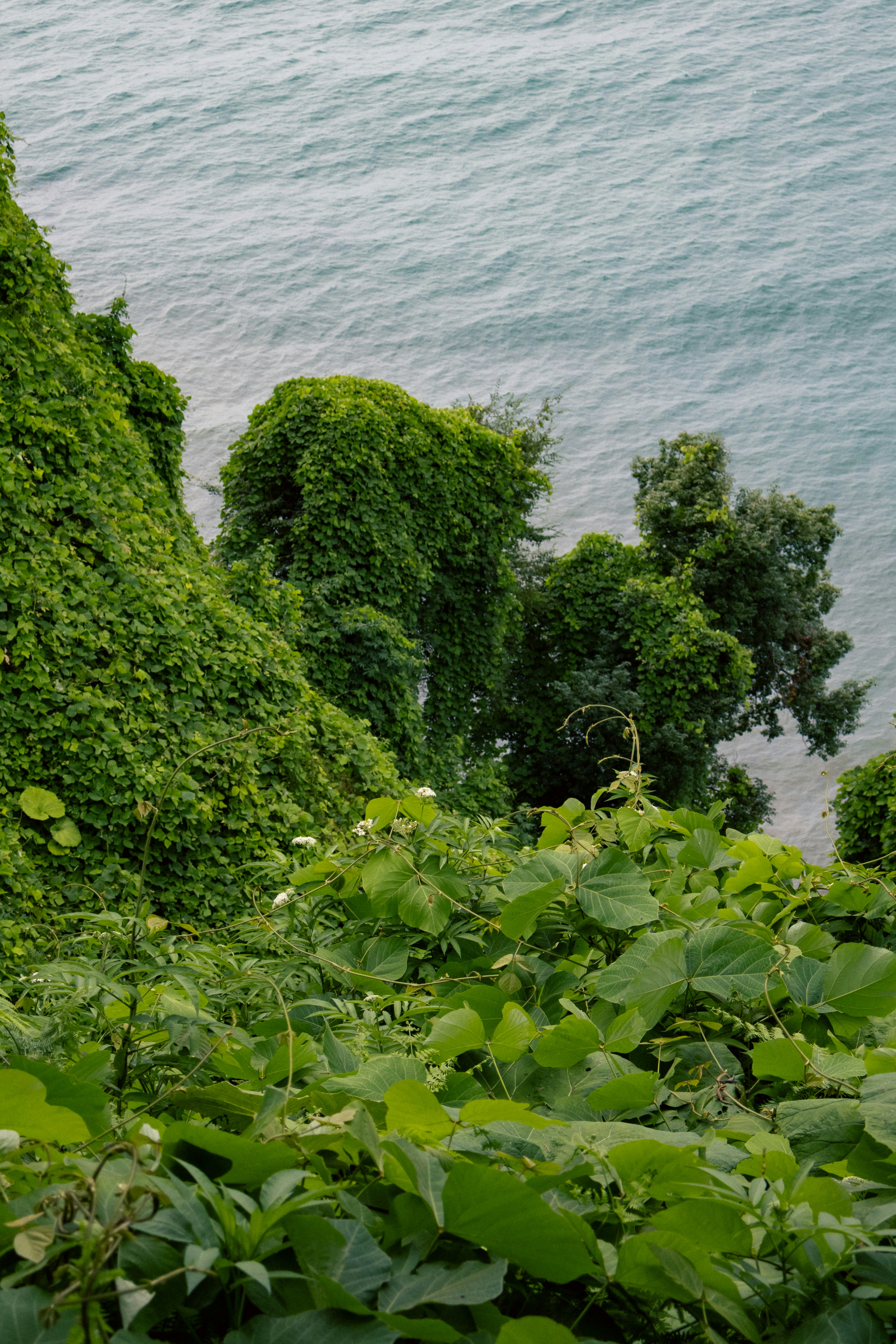 Emerald Cliffs: Green Vines Reaching Toward a Brush of Sea