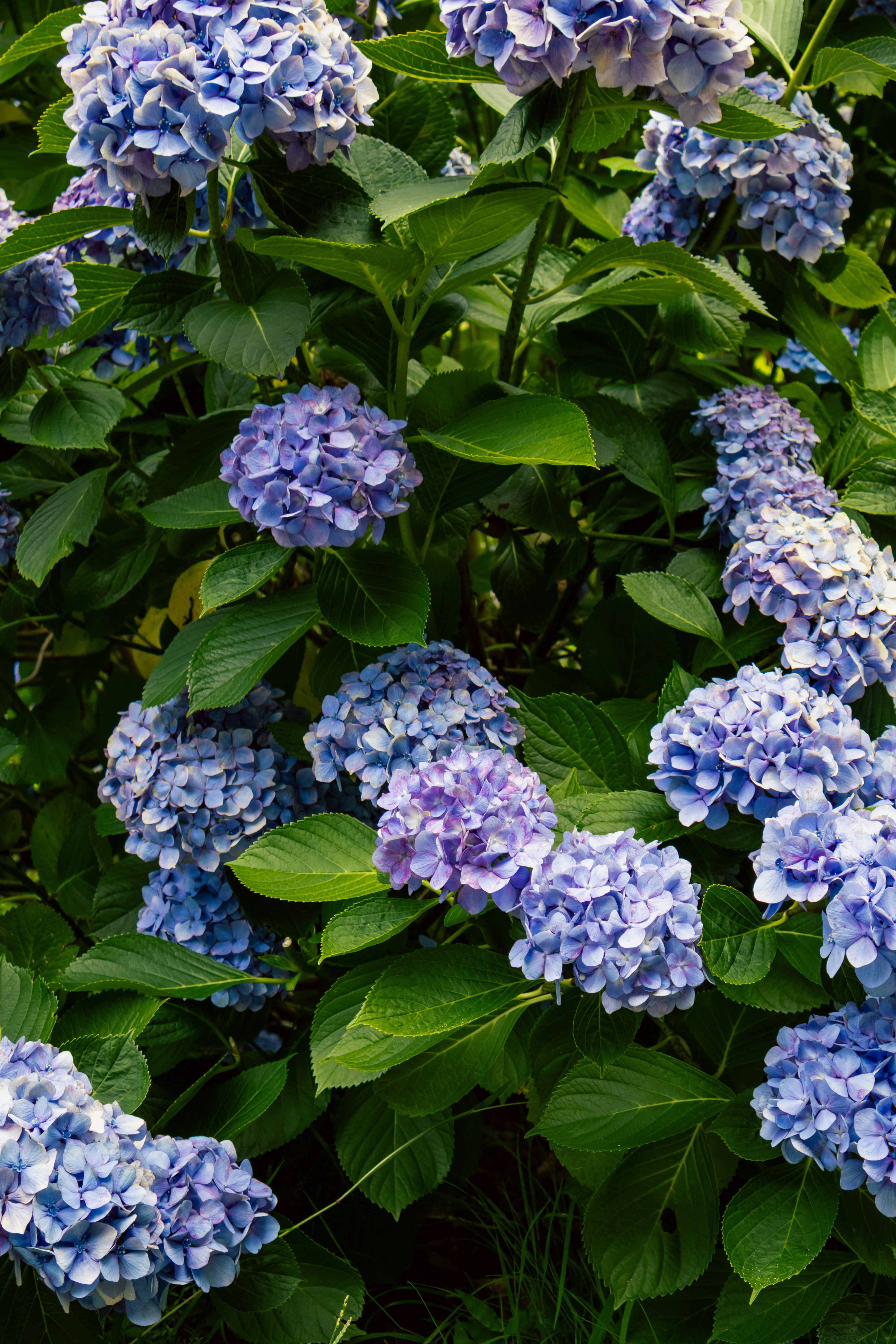 Hydrangea Crest: Segmented Blue Clusters in Lush Green Backdrop