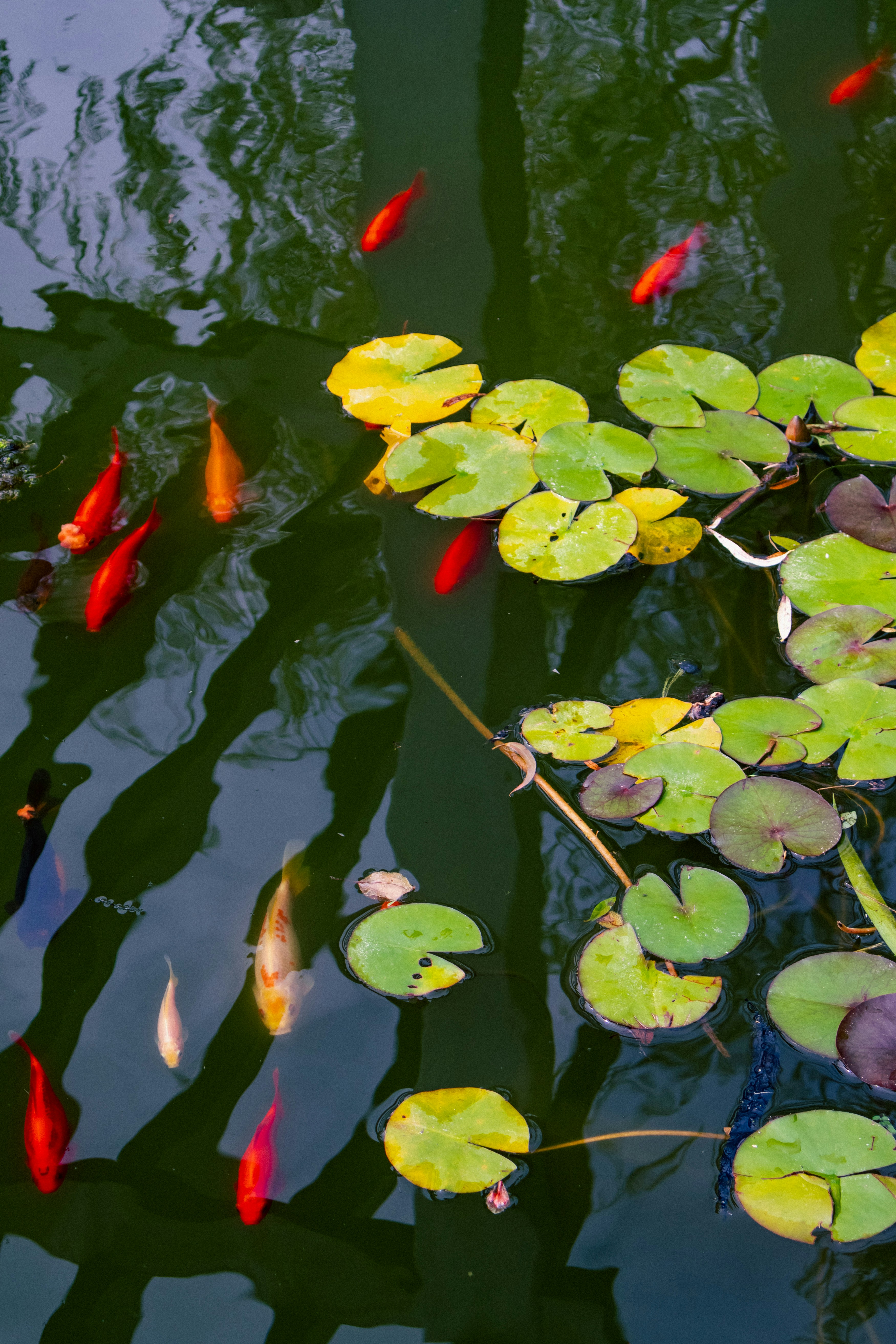 Bright Koi Parade Across Dark Pond Waters