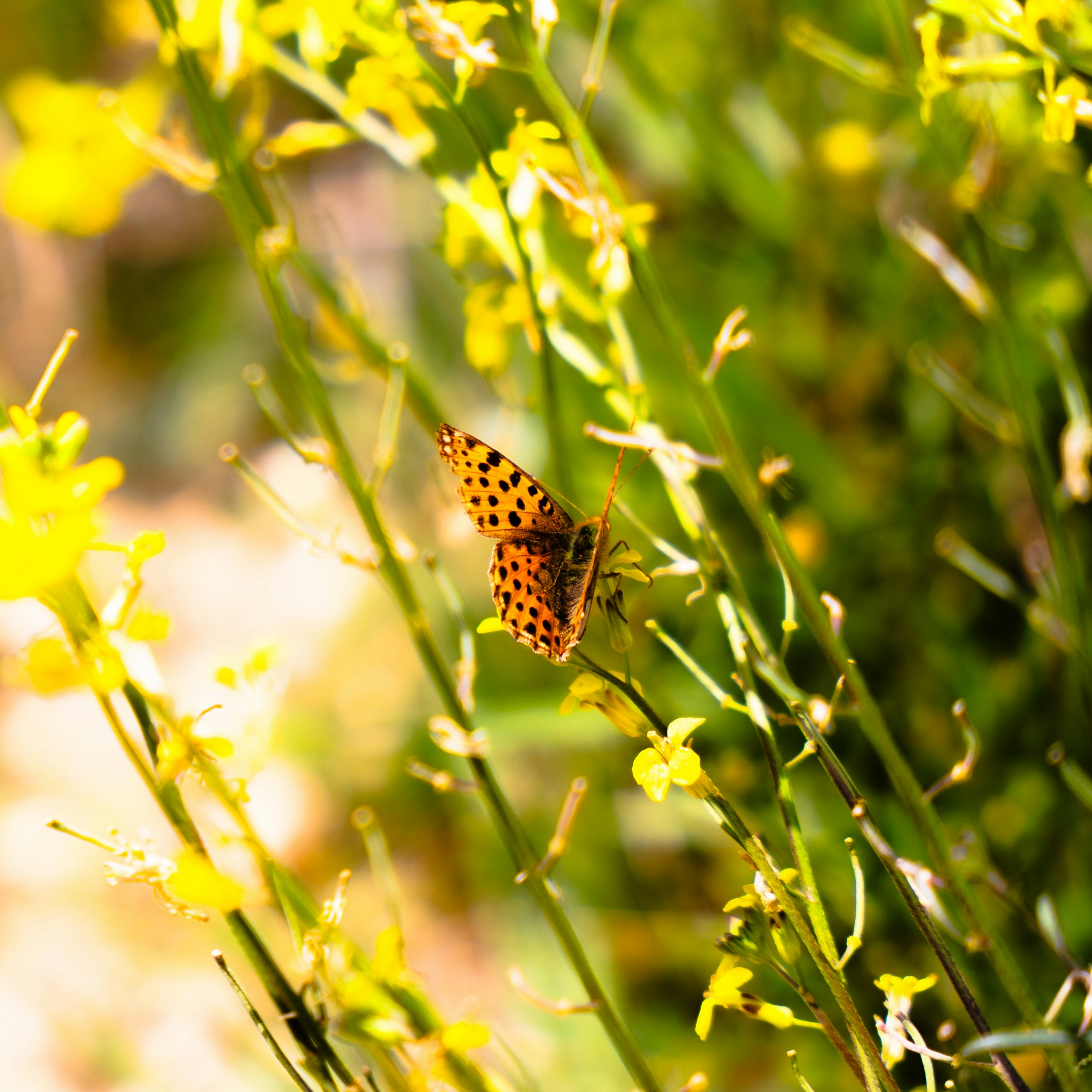 A Butterfly Among Golden Stems
