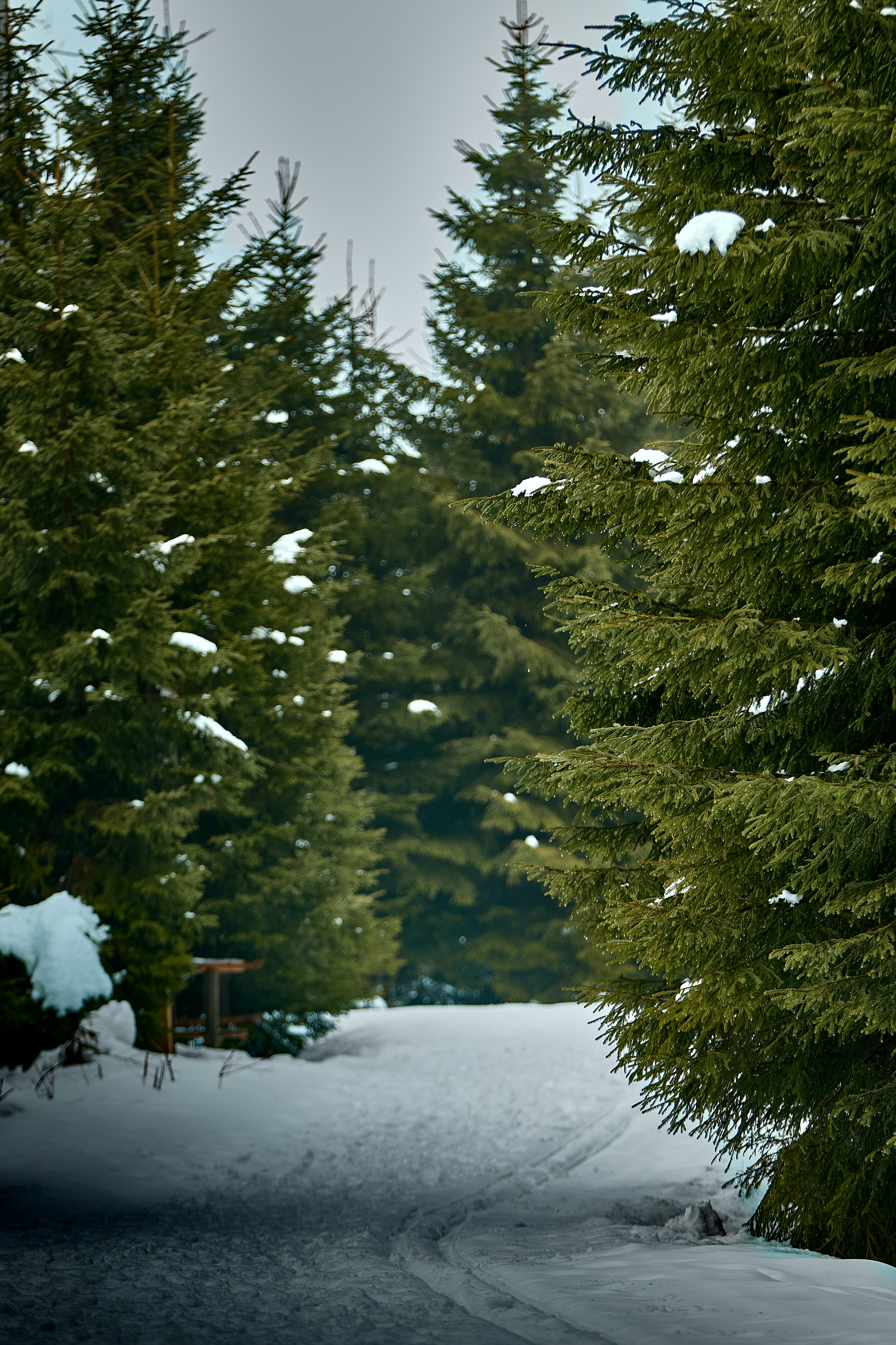 Snowy Forest Path Framed by Conifer Garlands