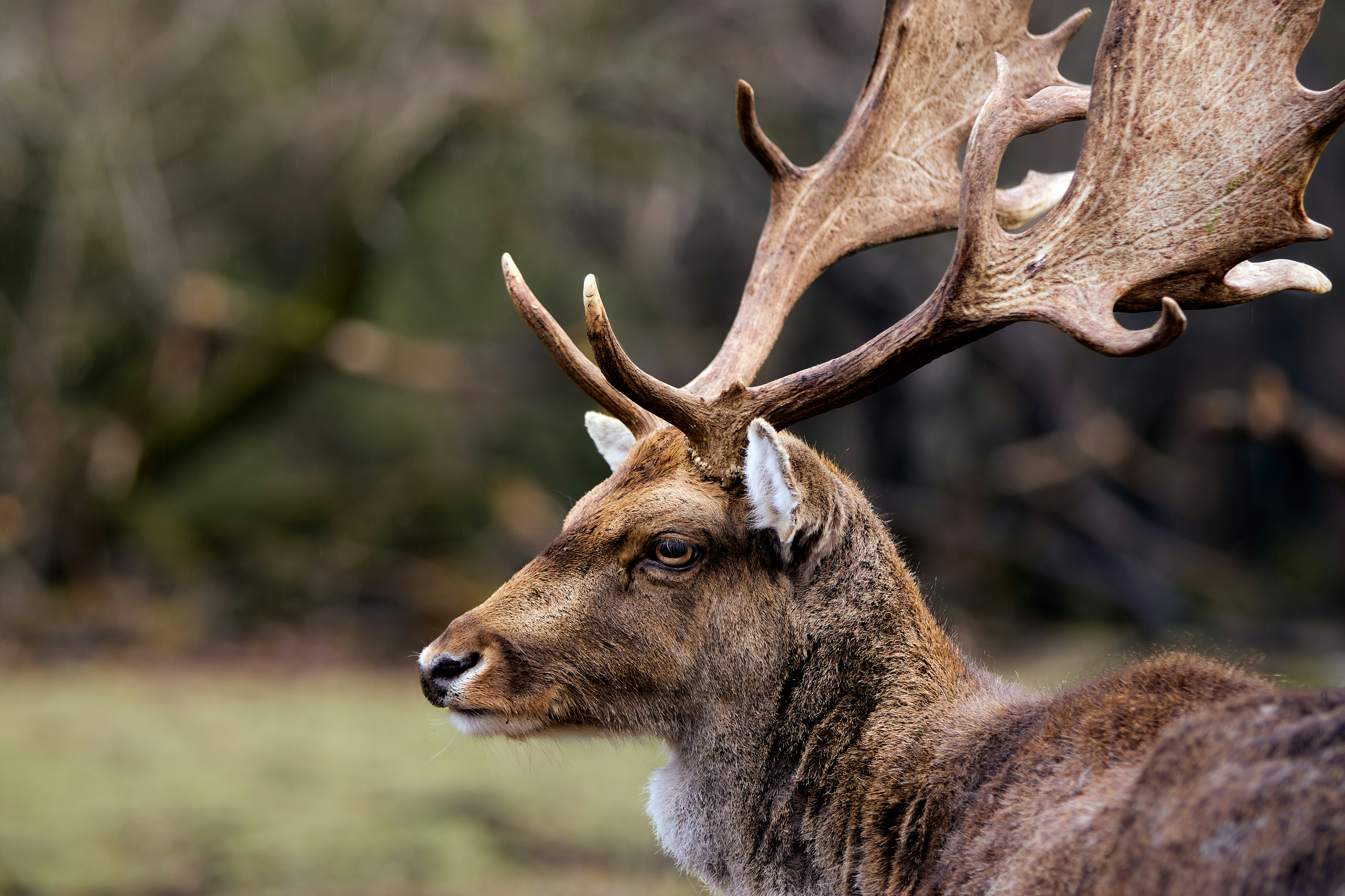 Majestic Stag in Quiet Meadow