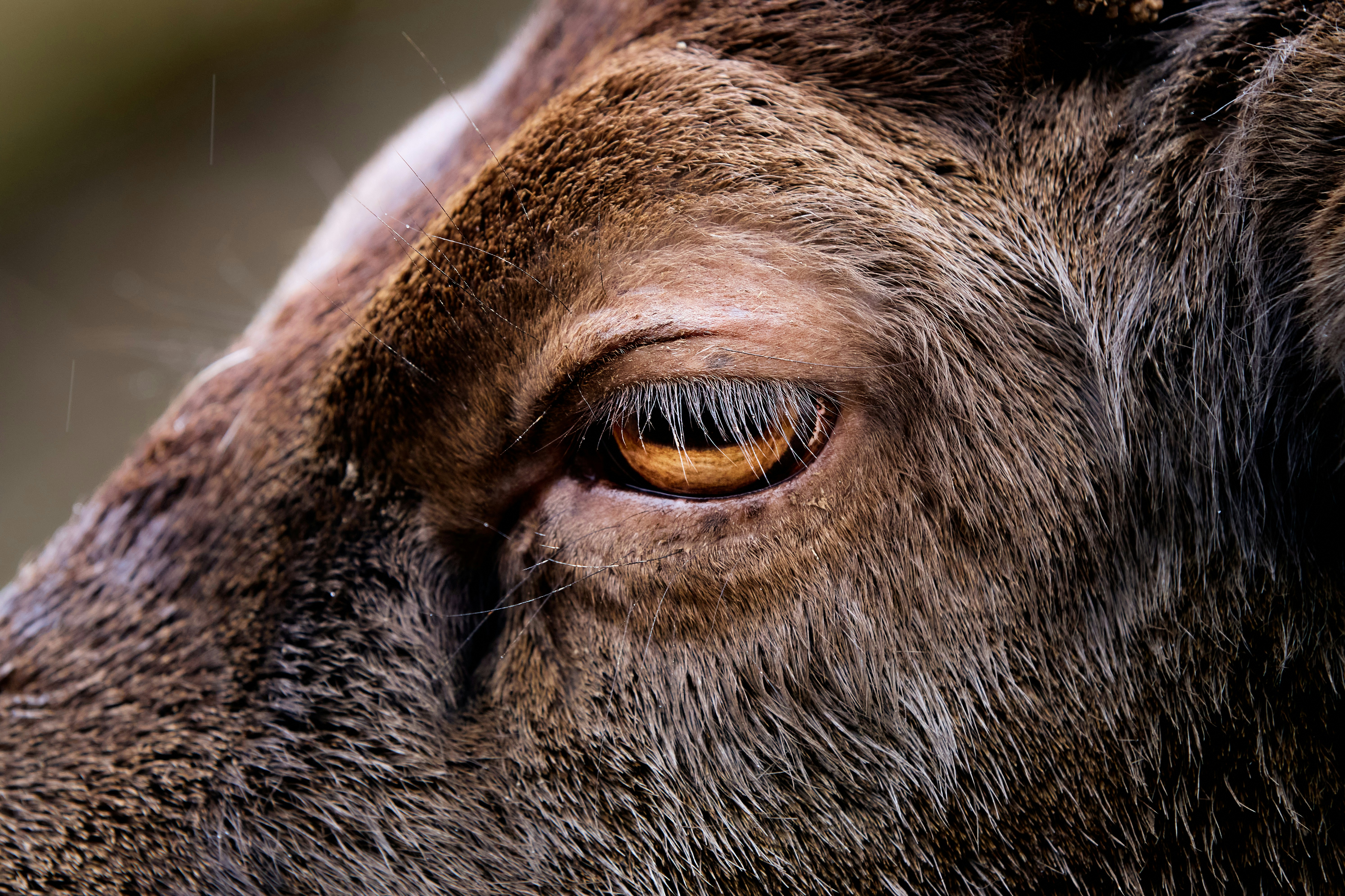 Close-up of a horse's eye: a quiet, patient gaze