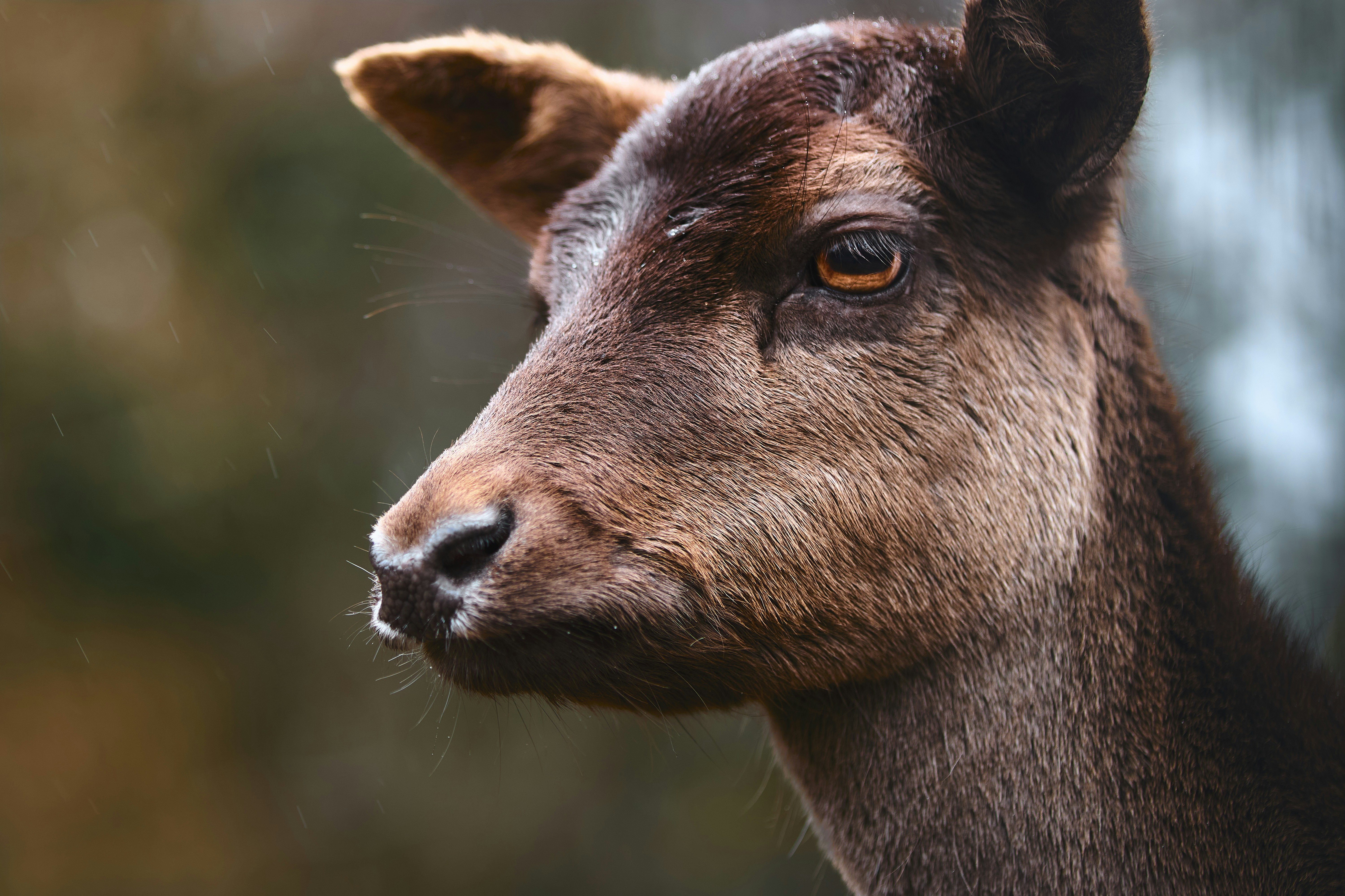 Close-up of a deer in soft autumn light