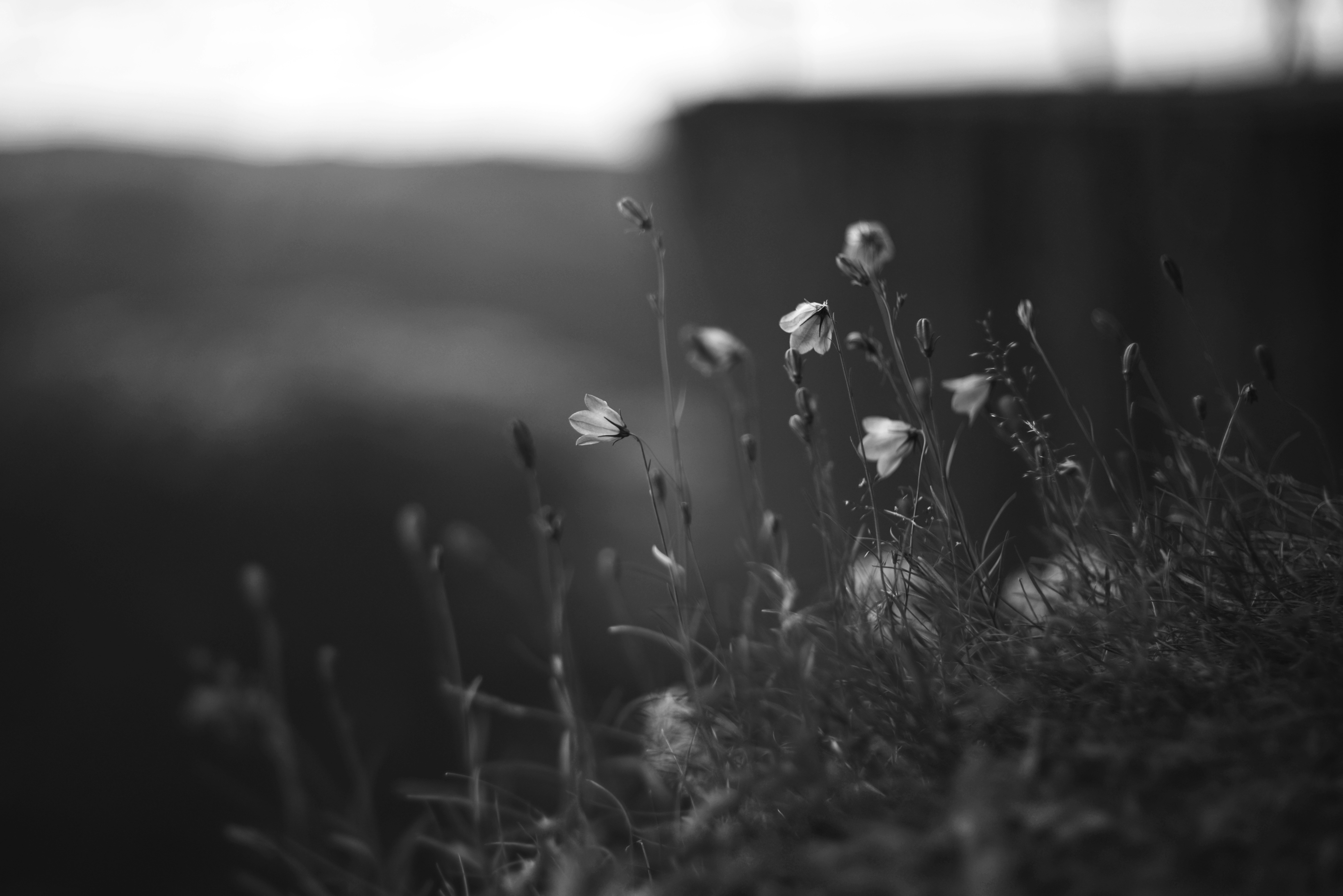 Desolate Wildflowers at the Edge